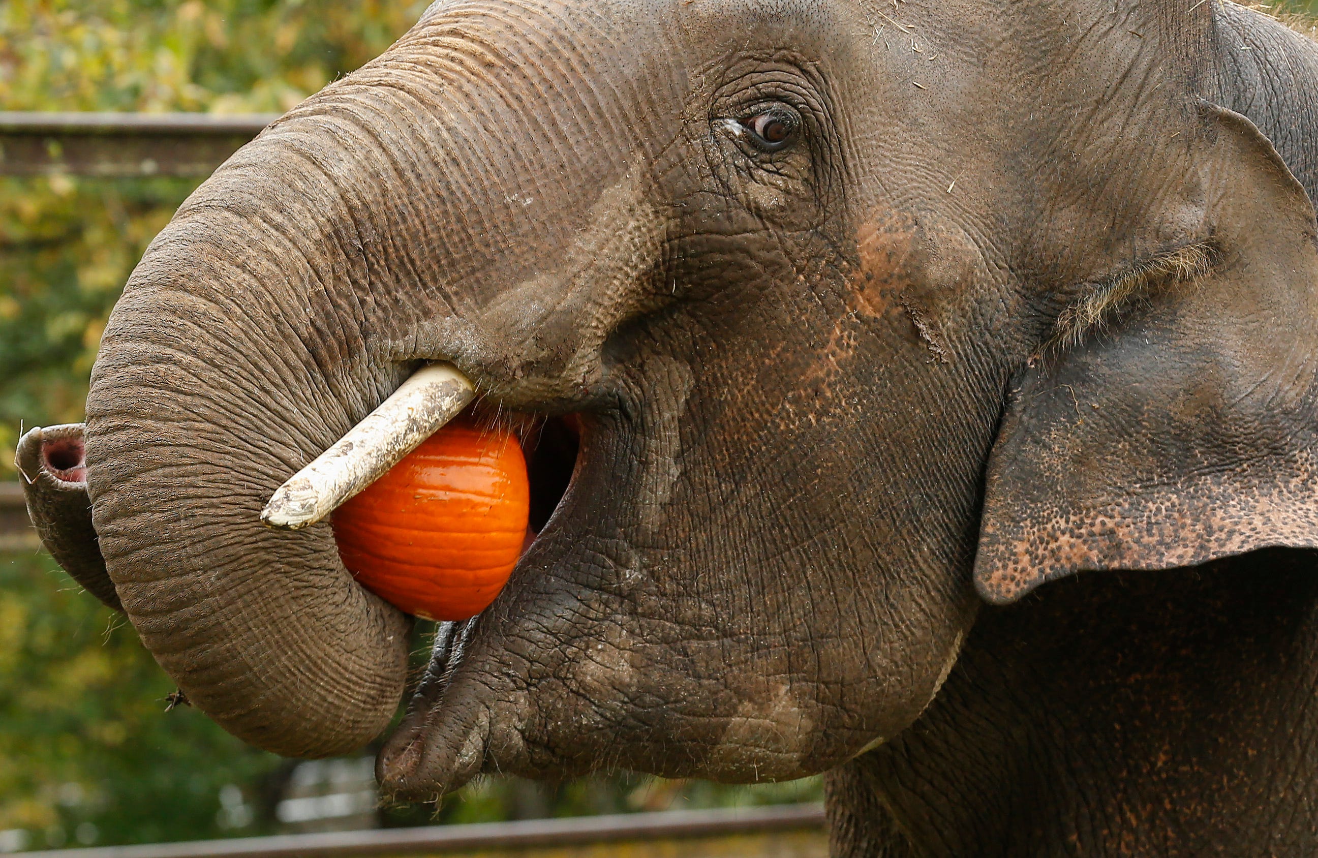 See Dickerson Park Zoo's Hugo the elephant enjoy smashing pumpkins