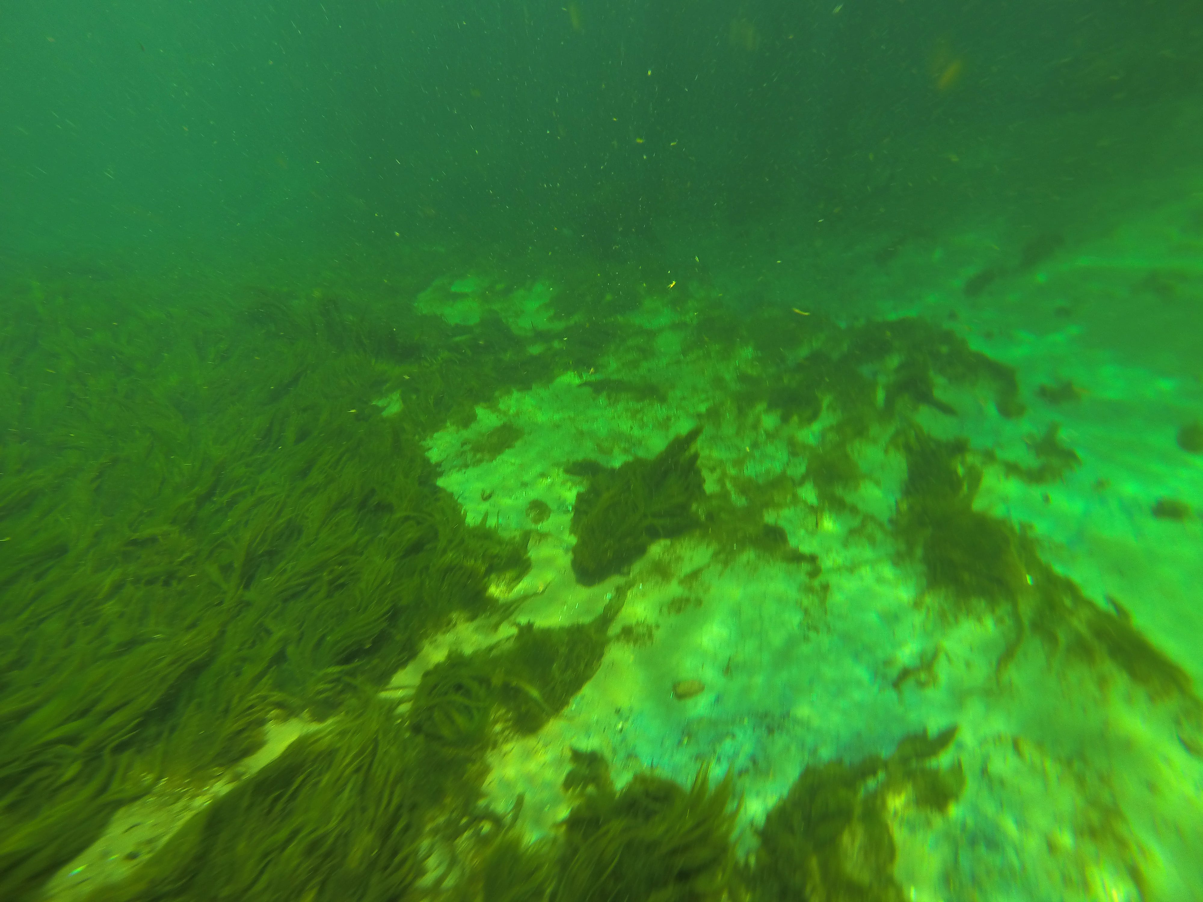 Manatee Spring, once clear and blue, now green from algae