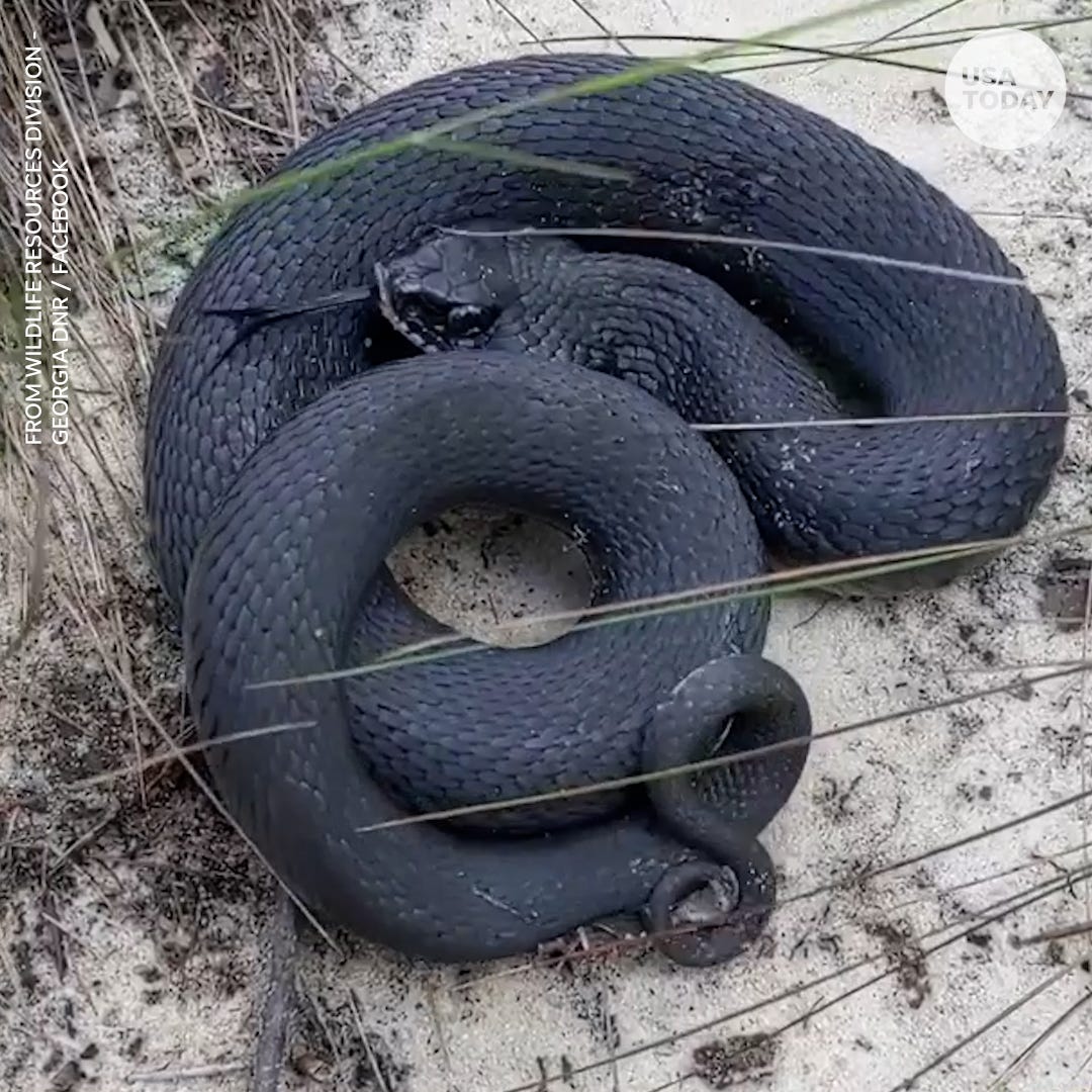 Black Eastern Hognose Snake