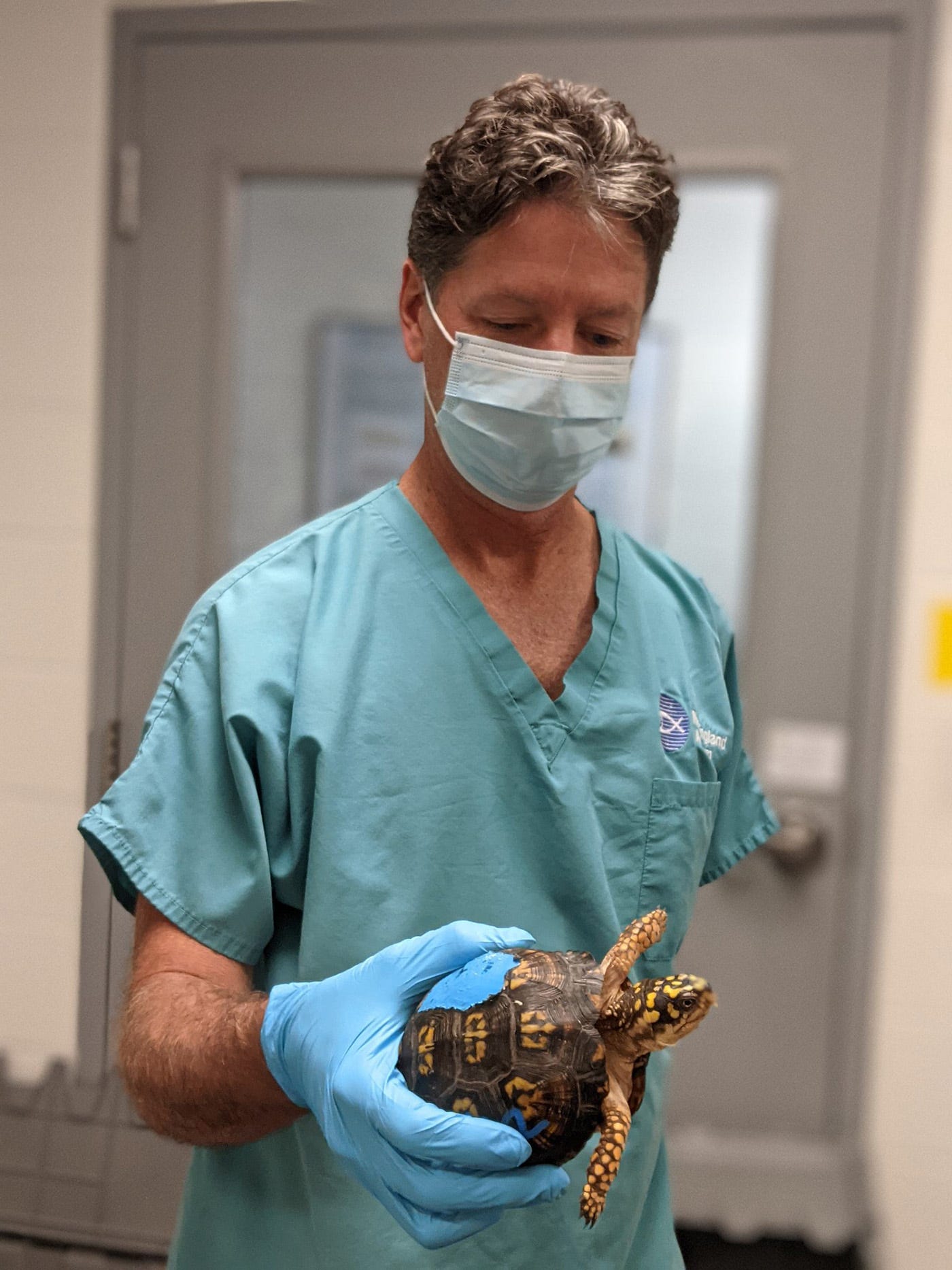 Rhode Island zoo treated turtles rescued from a smuggling operation