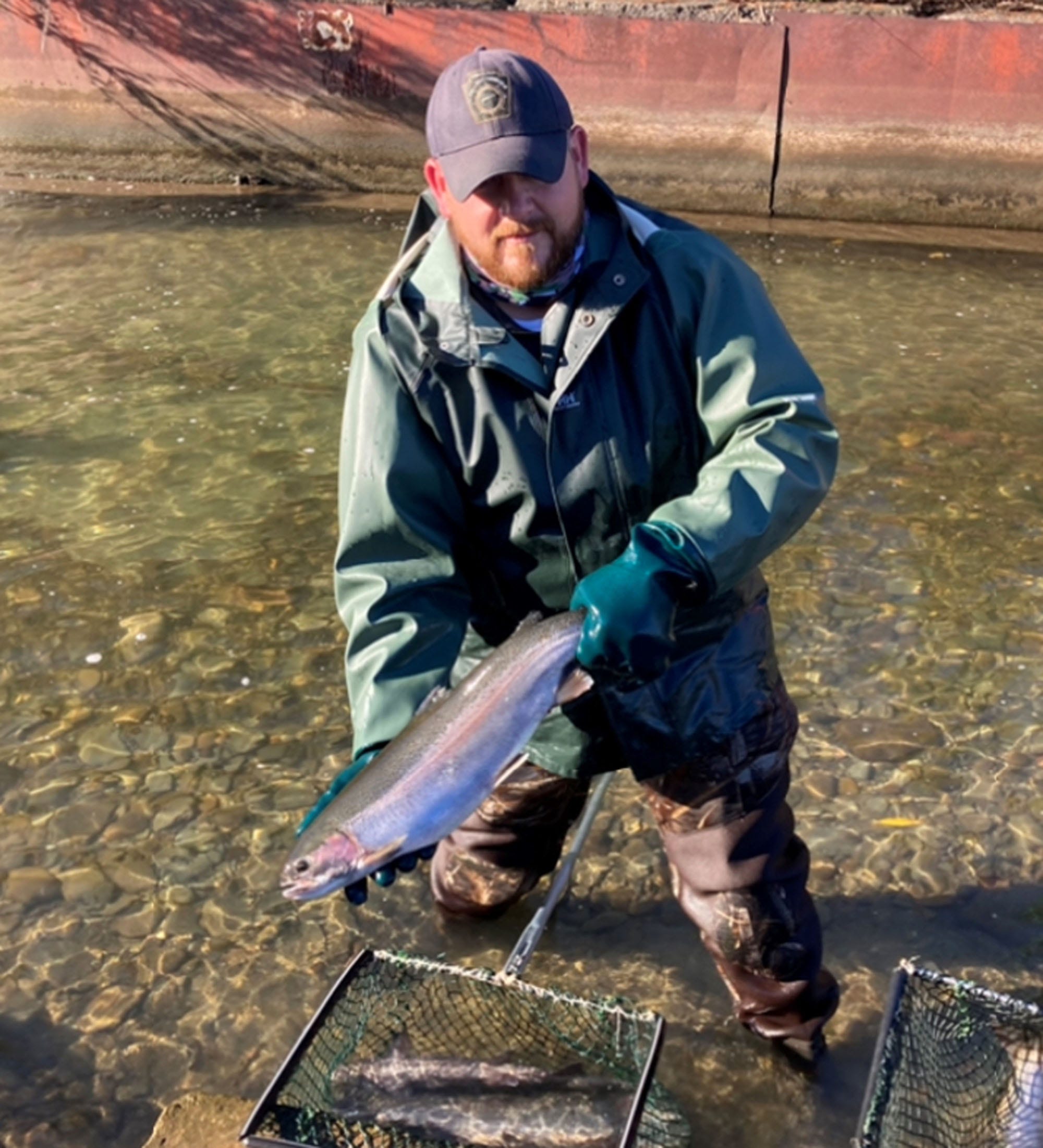 PFBC nets steelhead in Erie County nursery water for use in hatchery