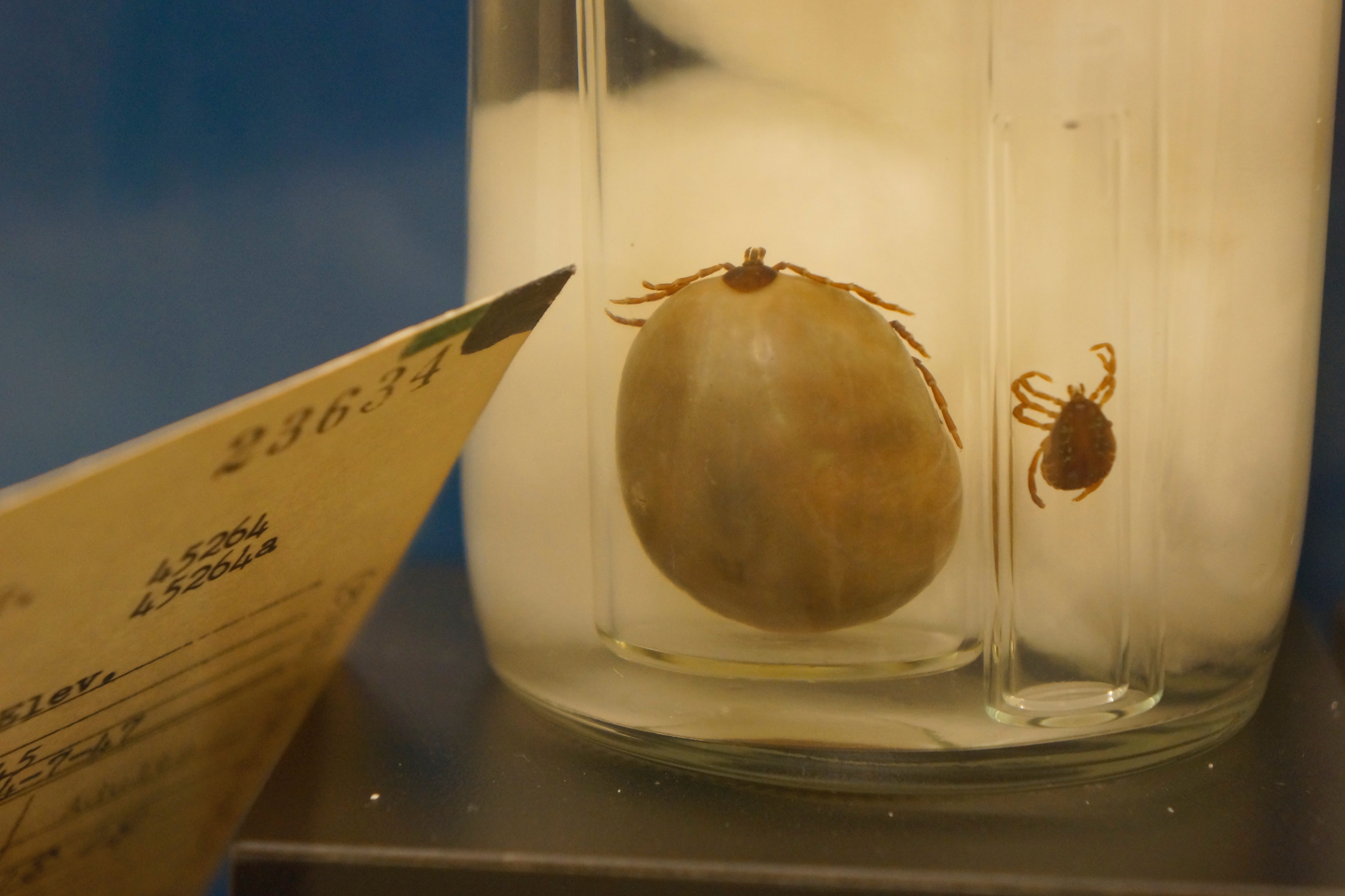 Smithsonian's tick collection is housed at Georgia Southern University