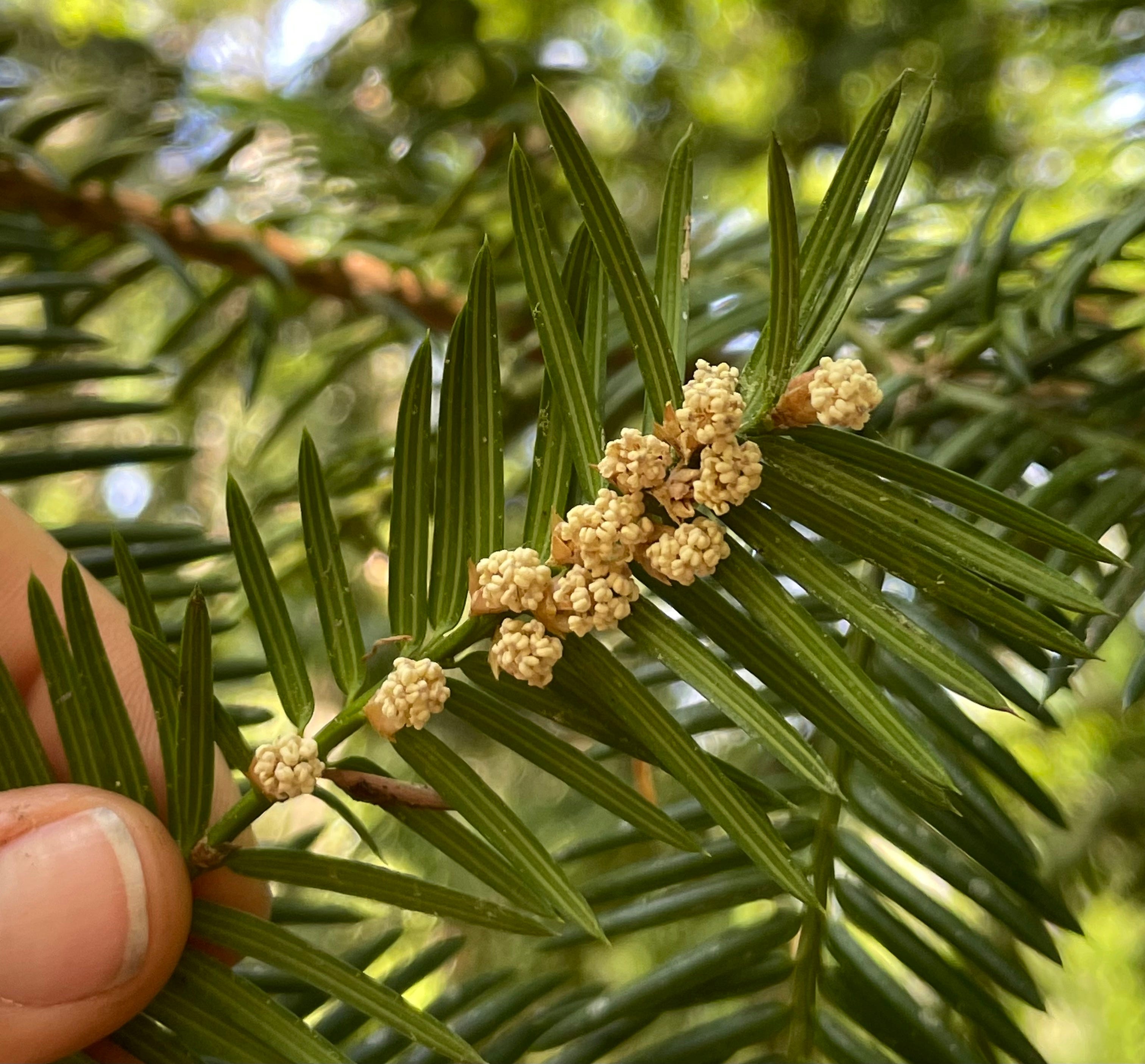 Endangered Florida Torreya tree struggles along Apalachicola ravines