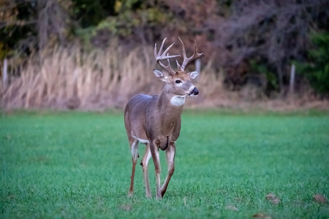 As launch date nears, Cherokee Nation prepares to regulate hunting
