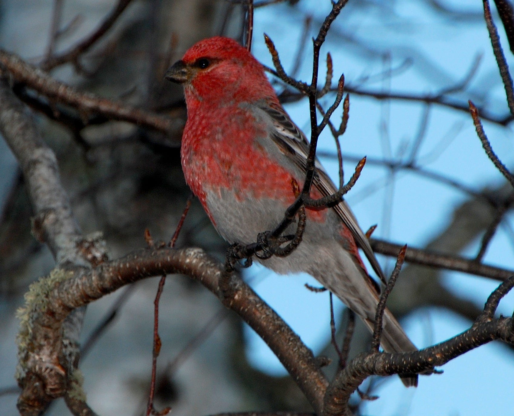 Todd Burras: Colorful northern bird won’t leave you seeing red