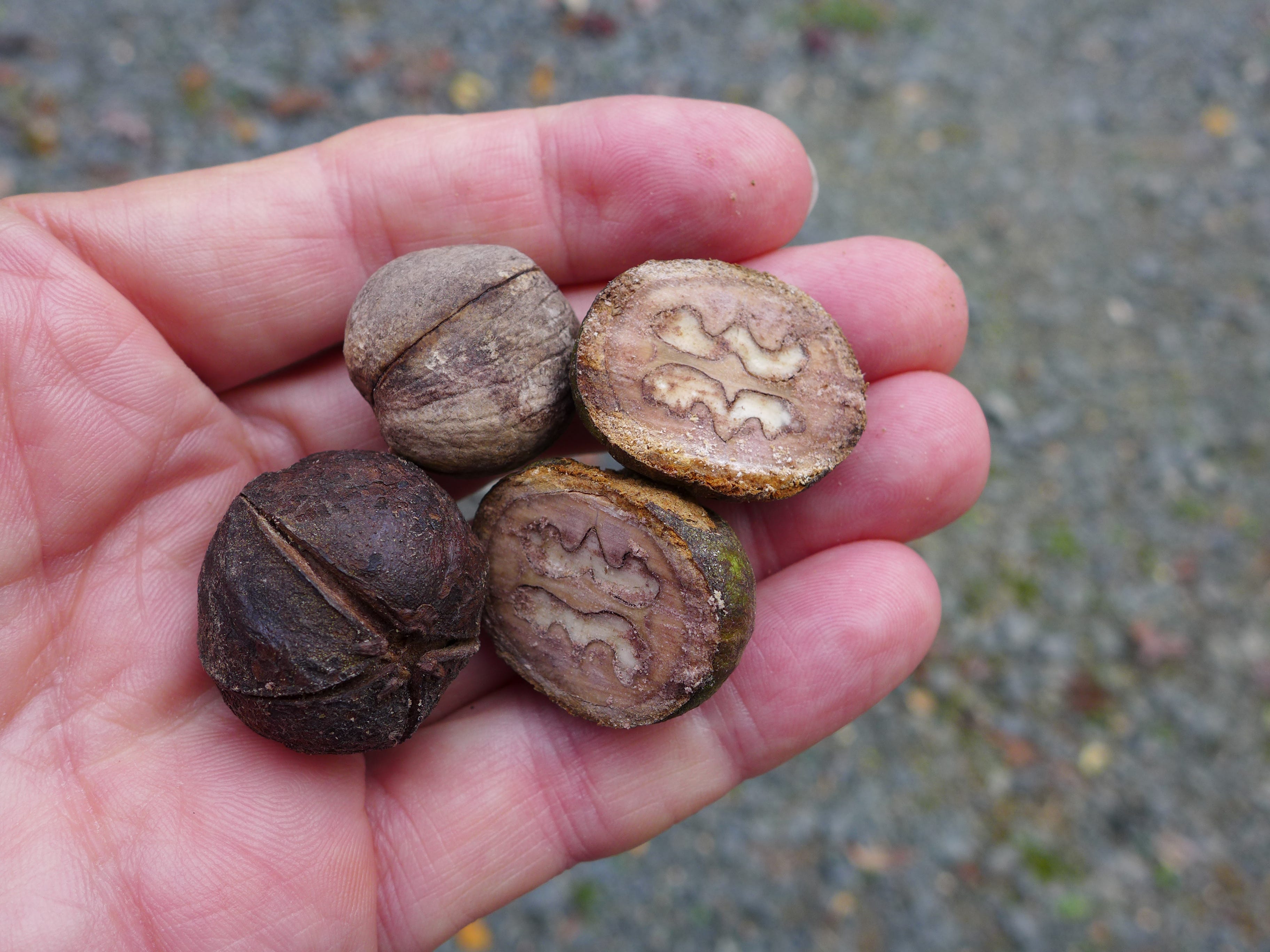 Pignut hickory tree offers nuts for critters, foliage for humans