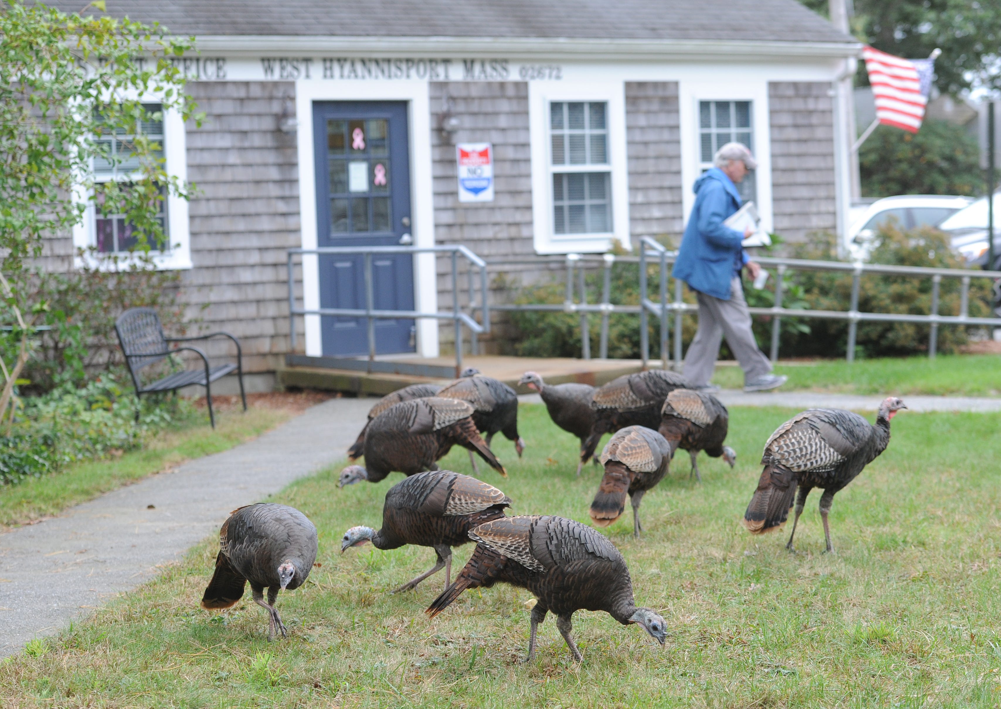 Wild turkeys flourishing on Cape Cod after 130-year absence