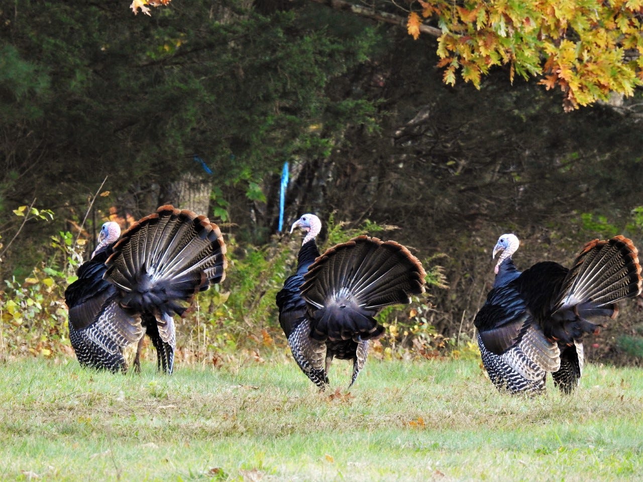 Big Real Wild Turkey