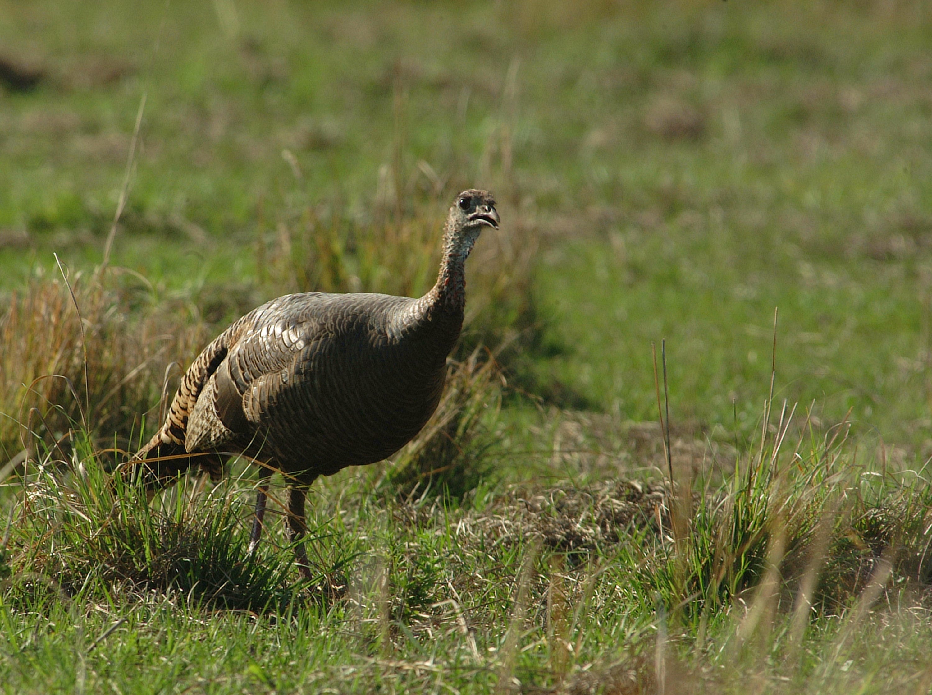 Living responsibly alongside Florida's wild turkeys