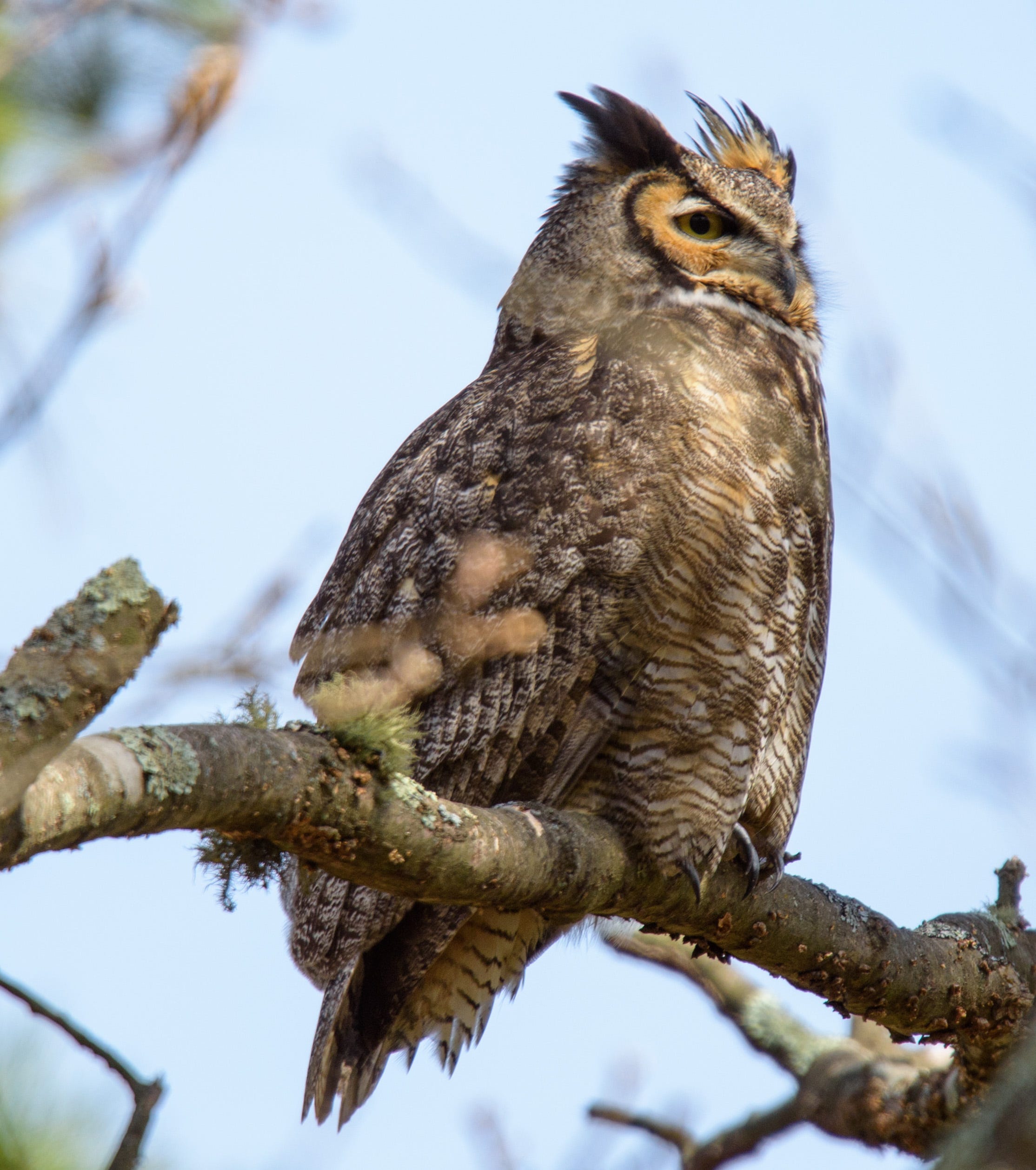 A guide to winter owls in Rhode Island and where to spot them