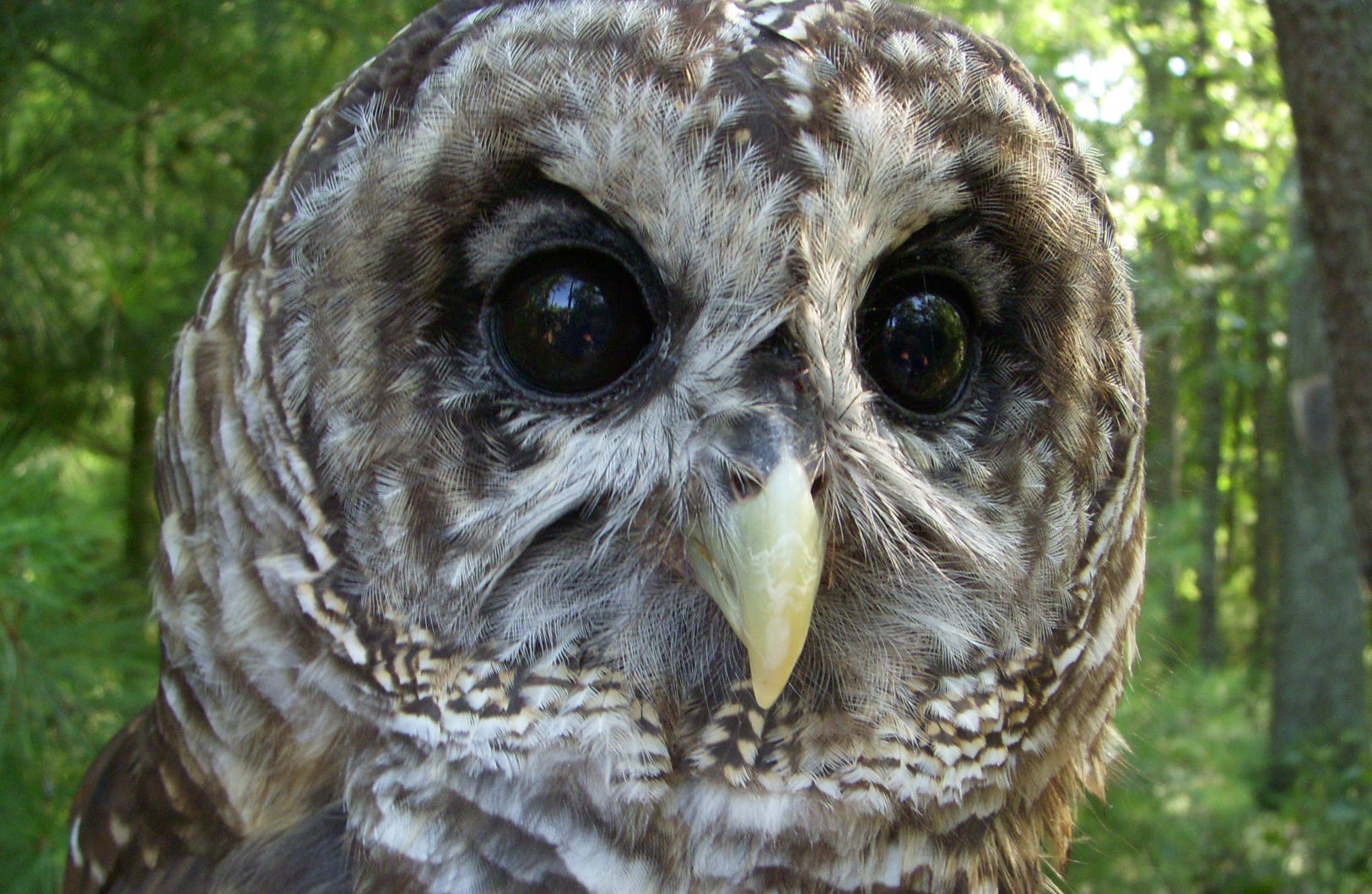 A guide to winter owls in Rhode Island and where to spot them