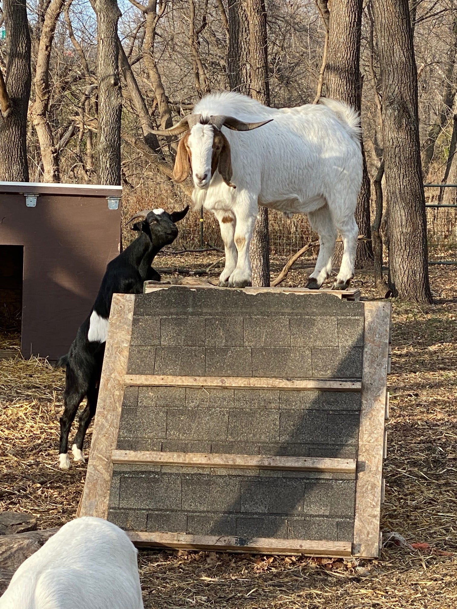 Iowa goat escapes, found after four days on the run