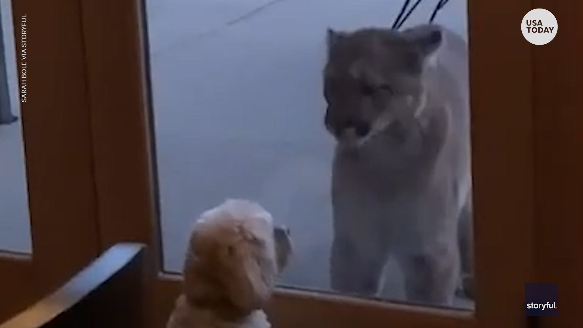 Why Do Old Dogs Flinch