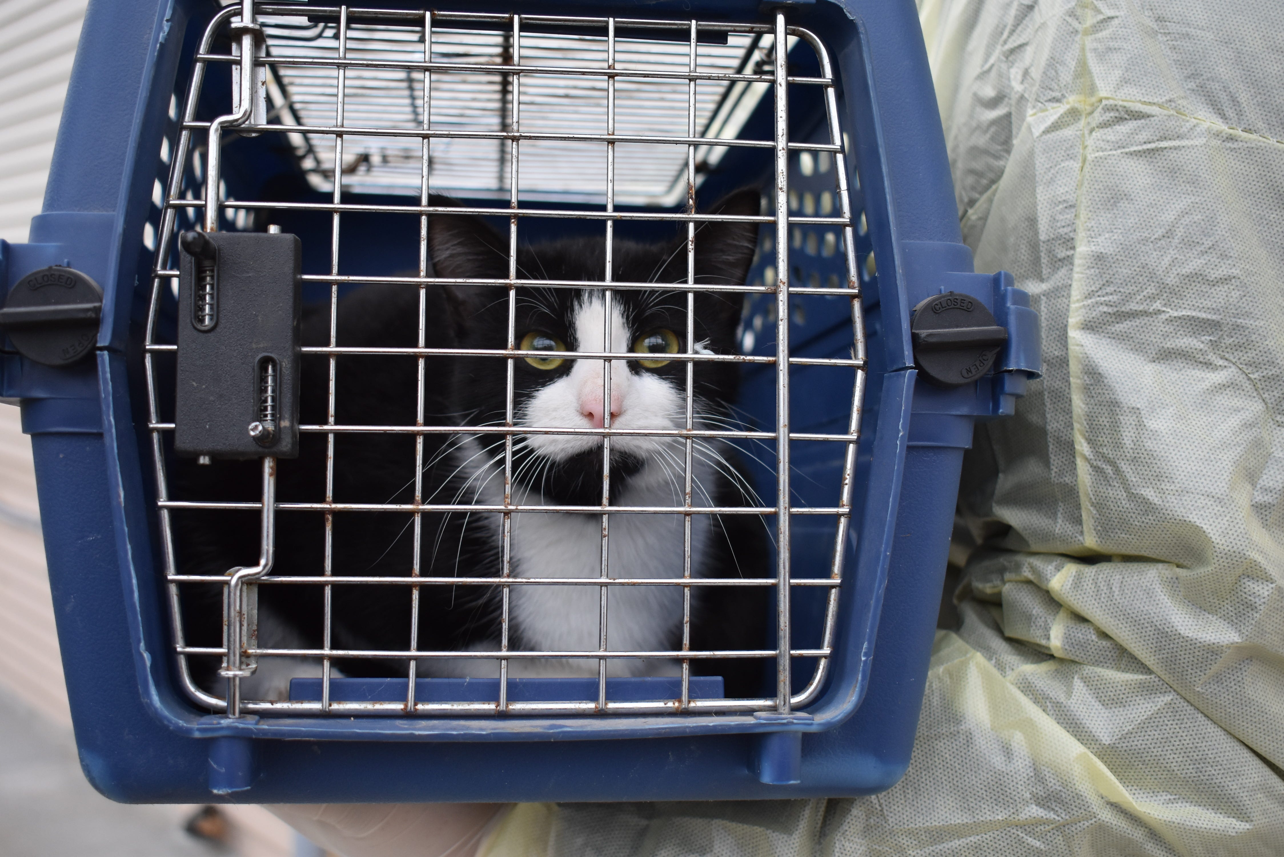 New Hampshire SPCA rescues 67 cats from Kensington NH home