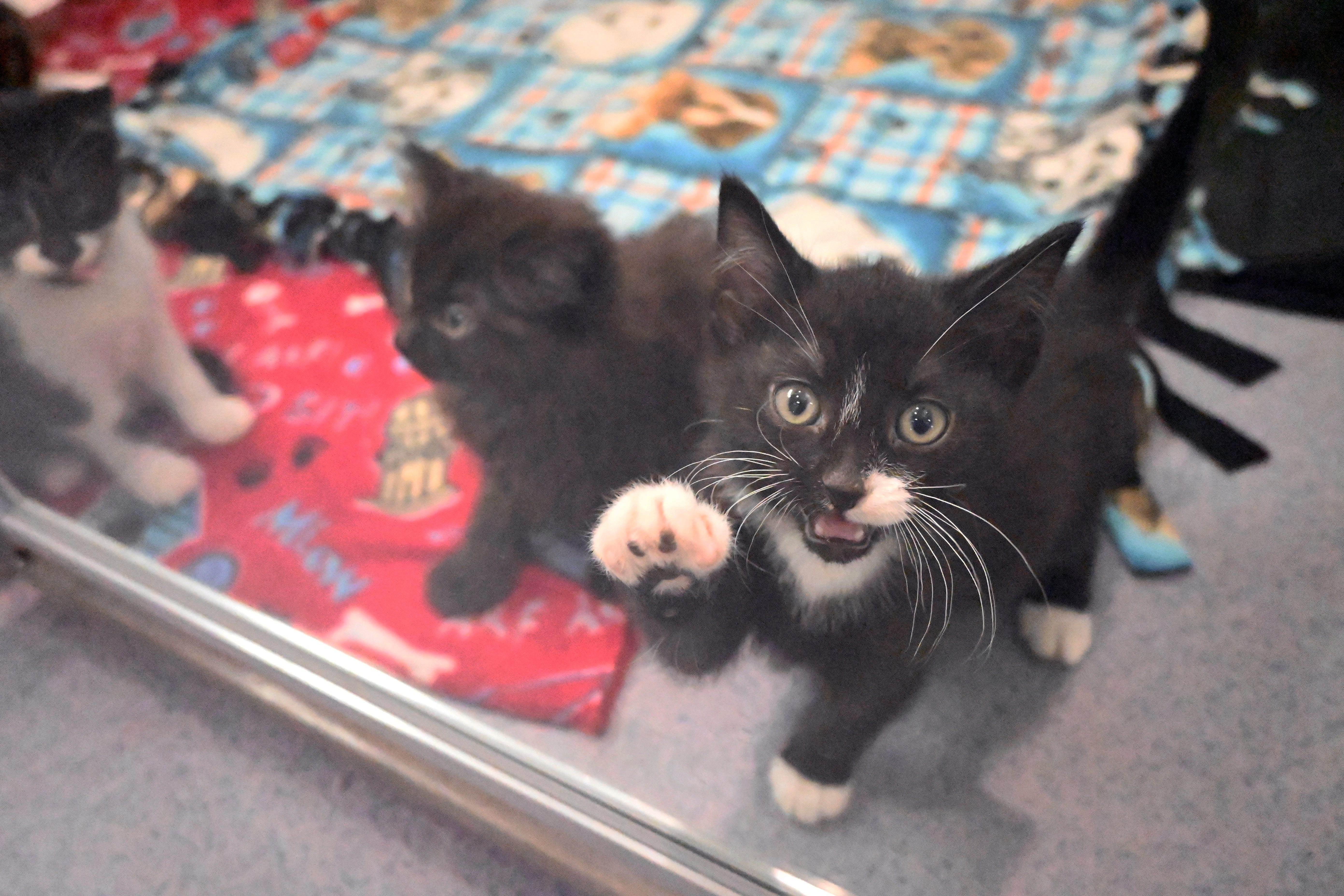 New Hampshire SPCA rescues 67 cats from Kensington NH home