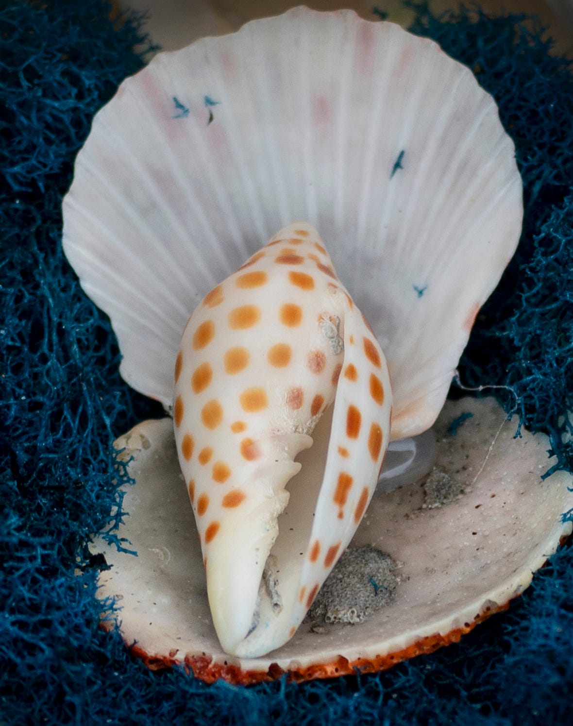 Junonia shell found on Juno Beach shore. Why the seashell is so rare.