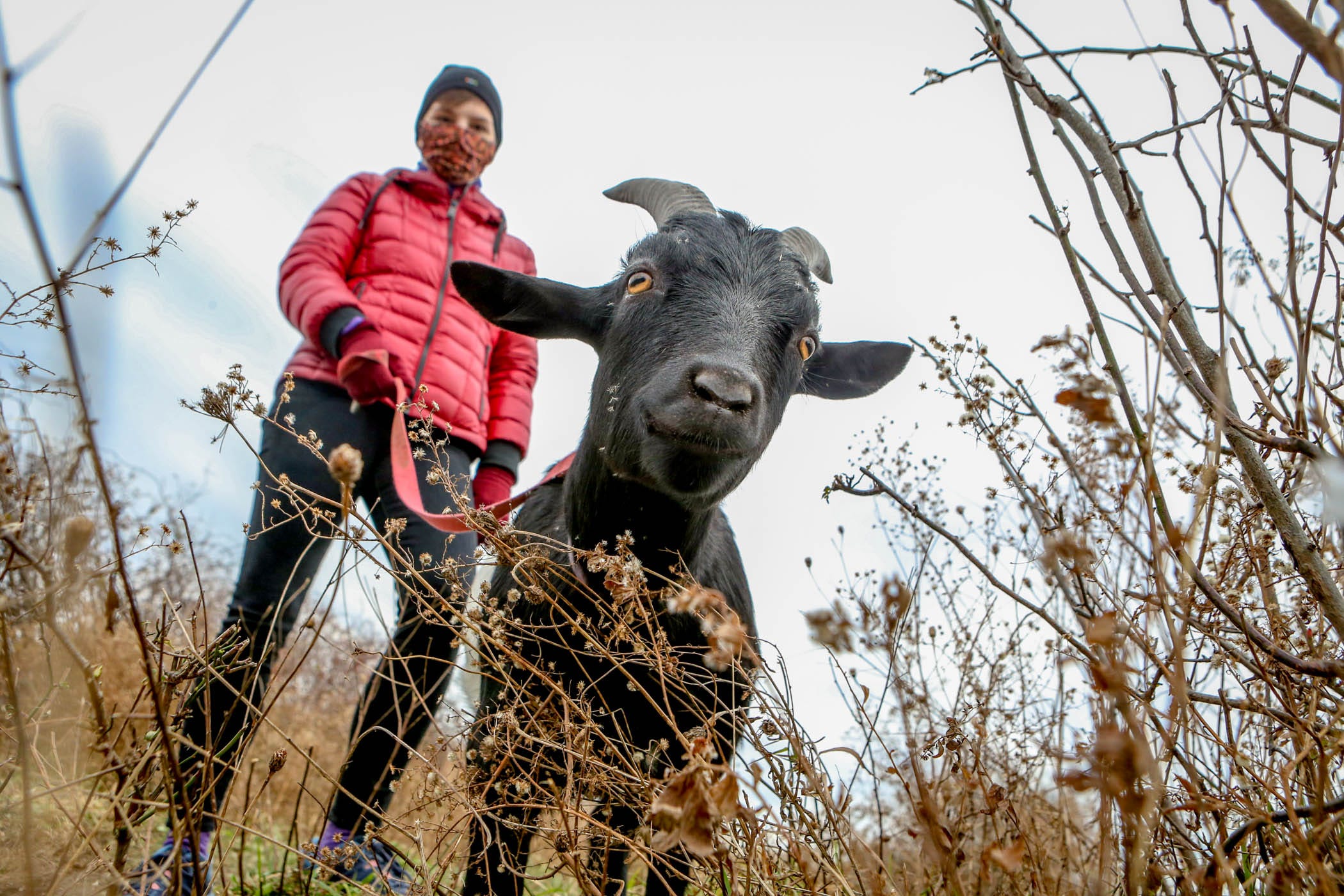 Simmons Farm in Middletown, RI offers goat hikes through its pastures