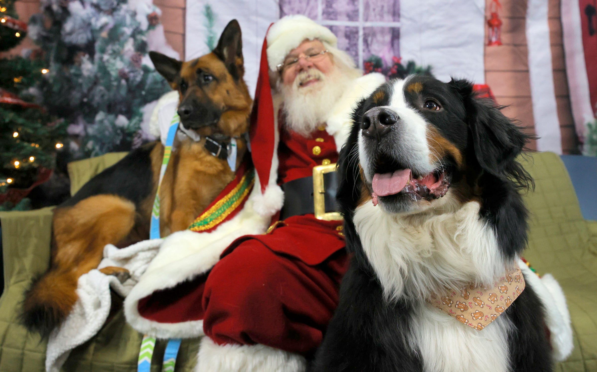 Michigan Santa Claus pet photos raise money for animal nonprofit