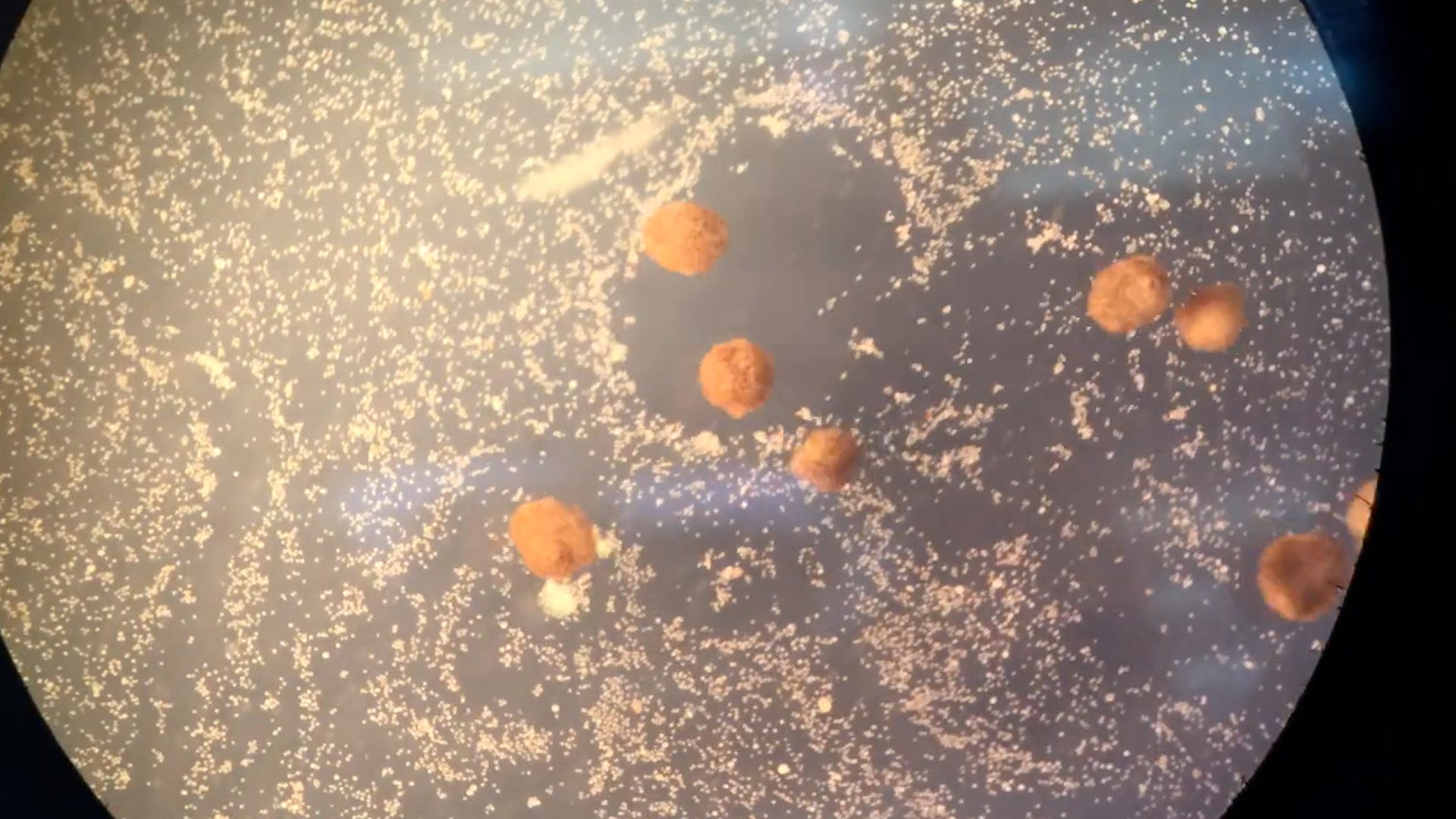 UVM researcher answers questions about 'living robots' called xenobots