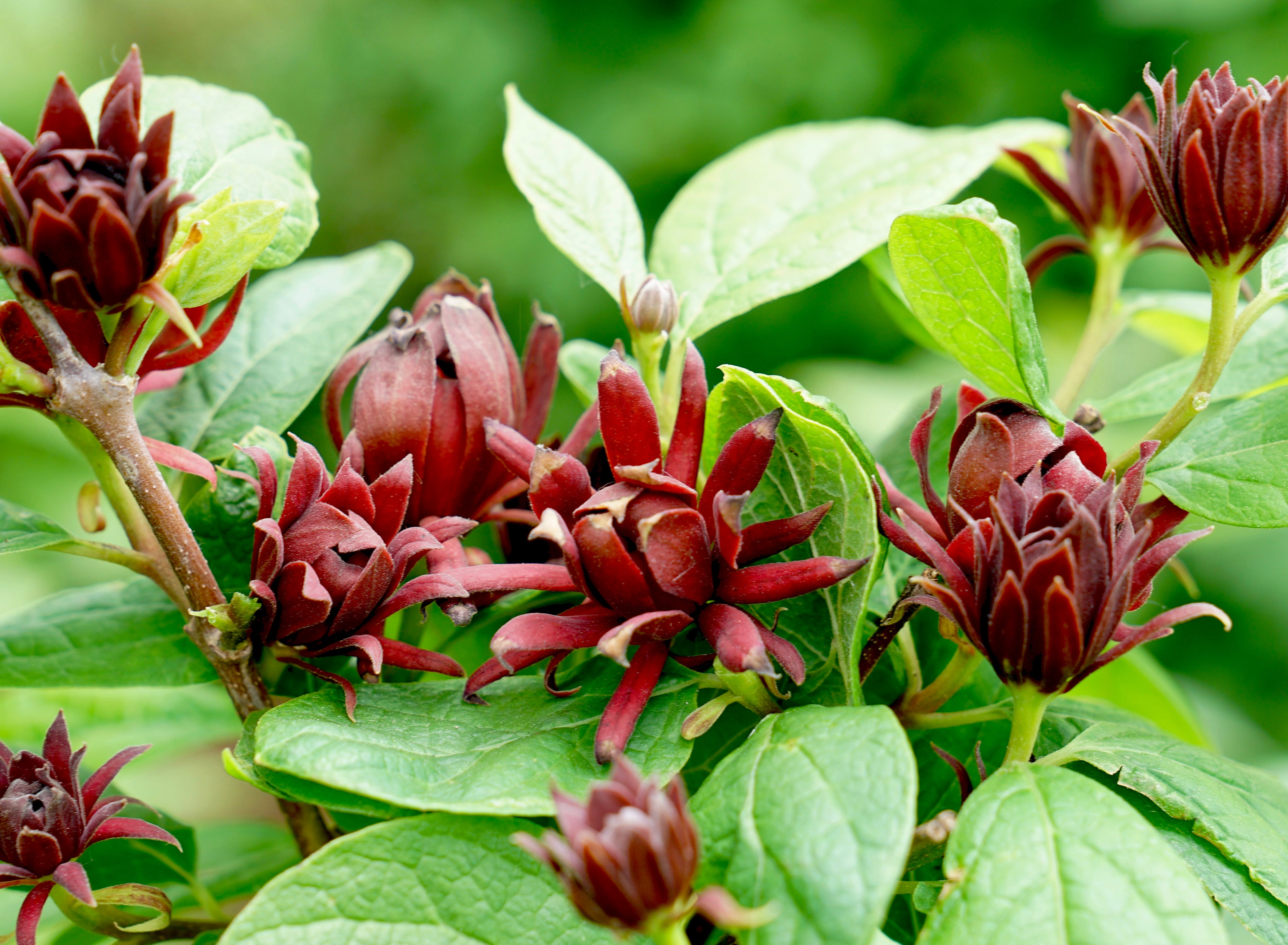 New sweetshrub Simply Scentsational to be introduced