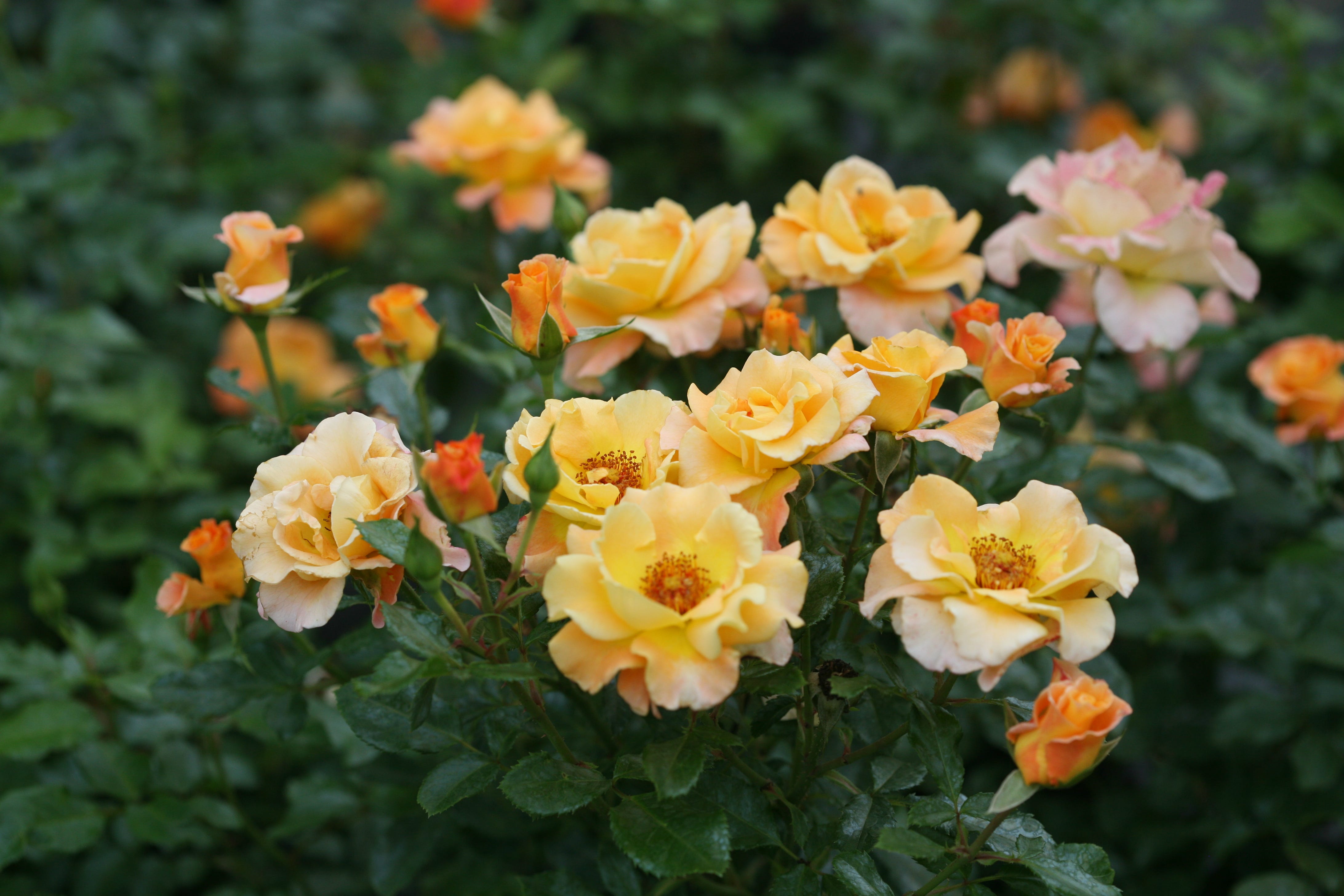 American Rose Society picks Proven Winners' Suñorita as excellent