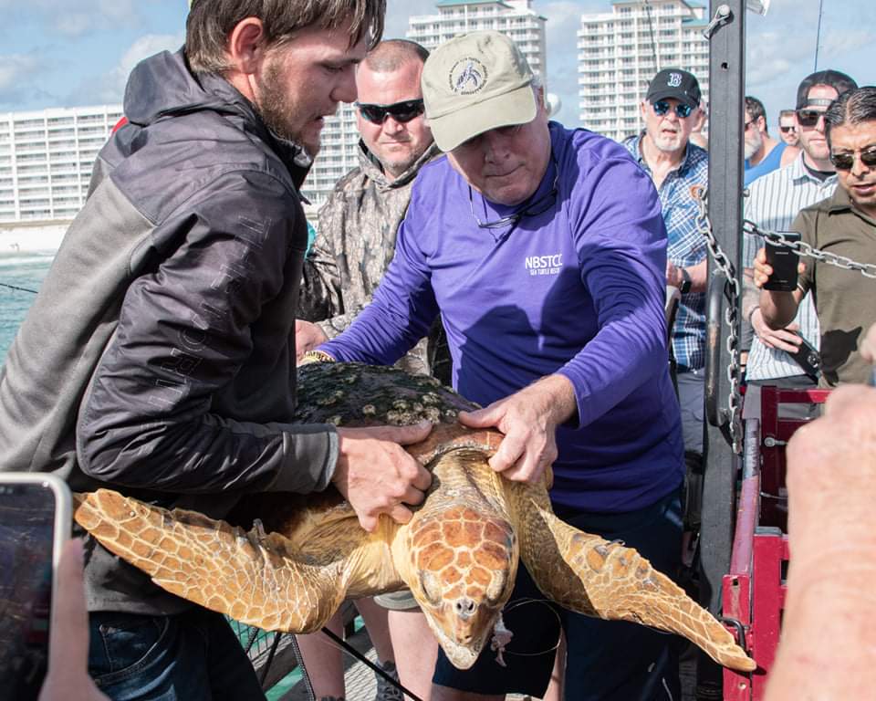 Navarre pier sees more sea turtles caught than any other in Florida