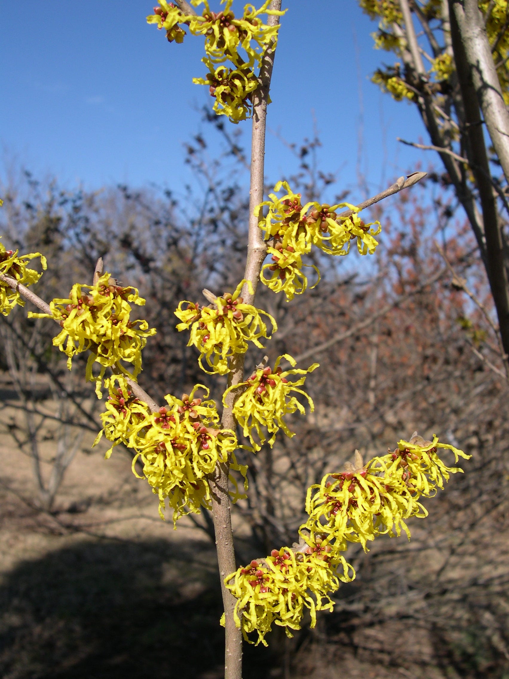 Best plants to grow in a winter garden: witch hazel, winterberry holly