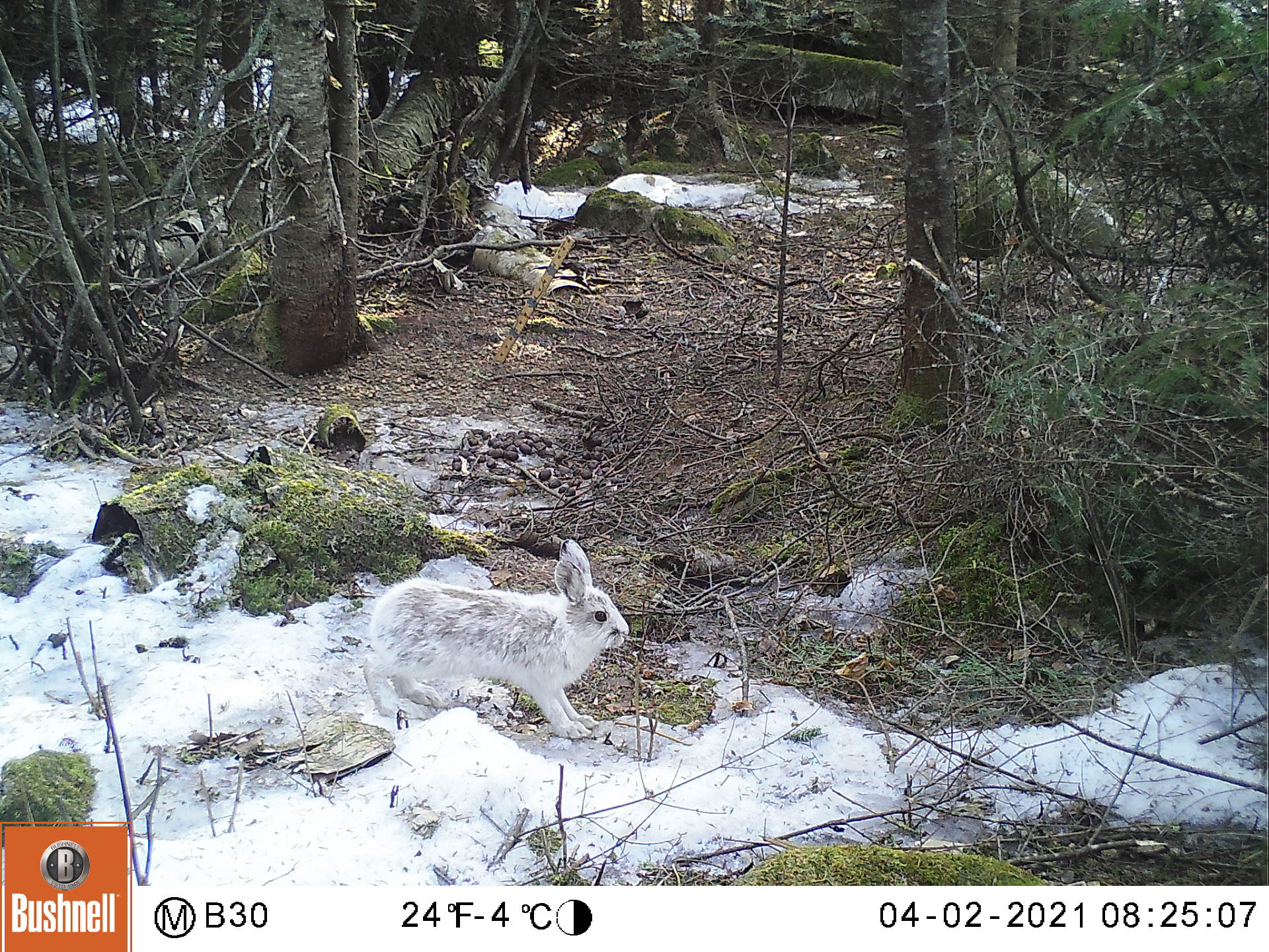 Snowshoe hares are heading north due to the effects of climate change