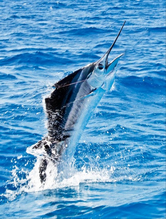 Sailfish stabs Maryland woman while fishing offshore Stuart, Florida