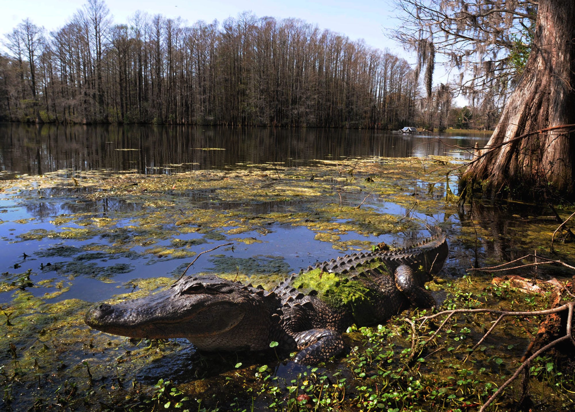 Oak Island development fuels more alligator-human interactions