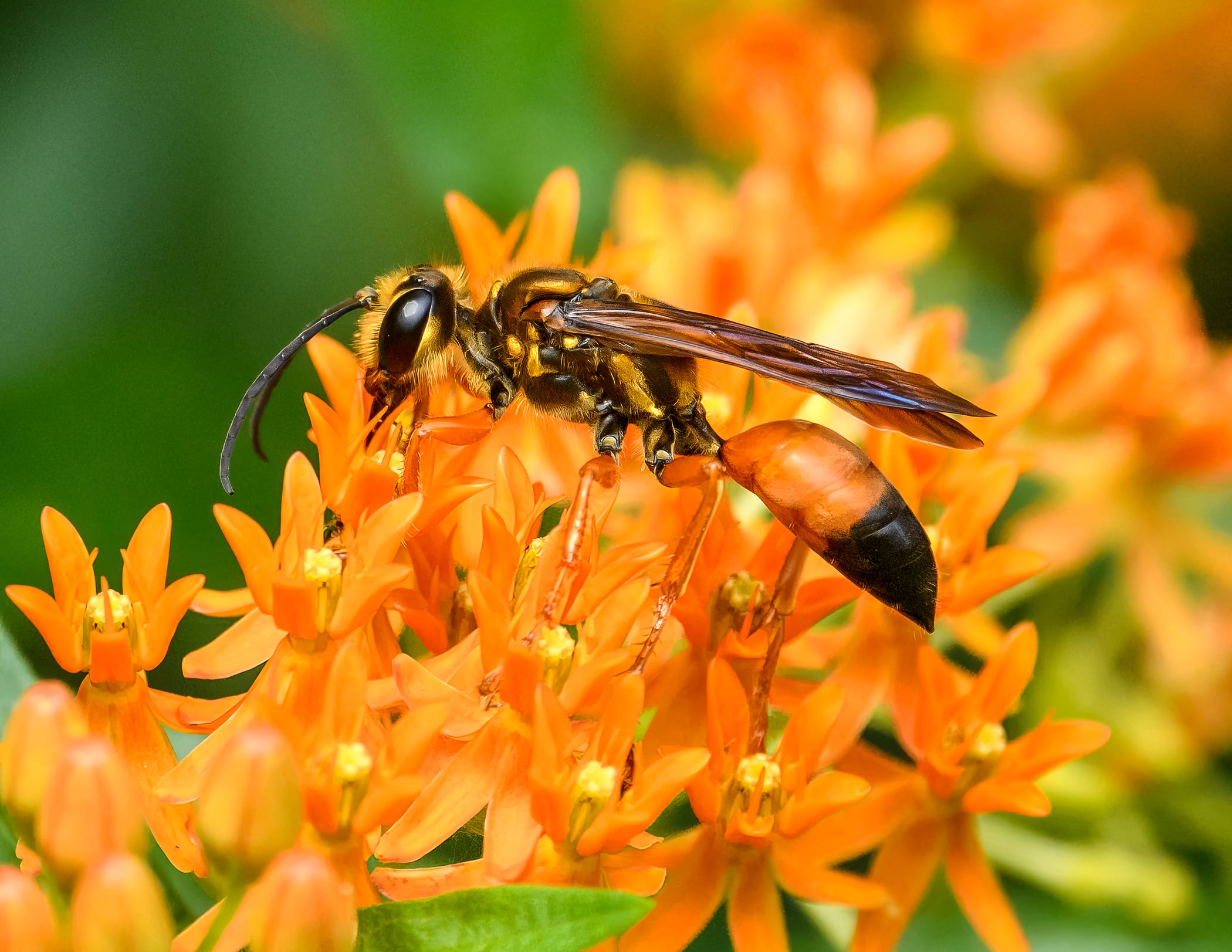 Here's 17 summer pests you should be aware of in Texas