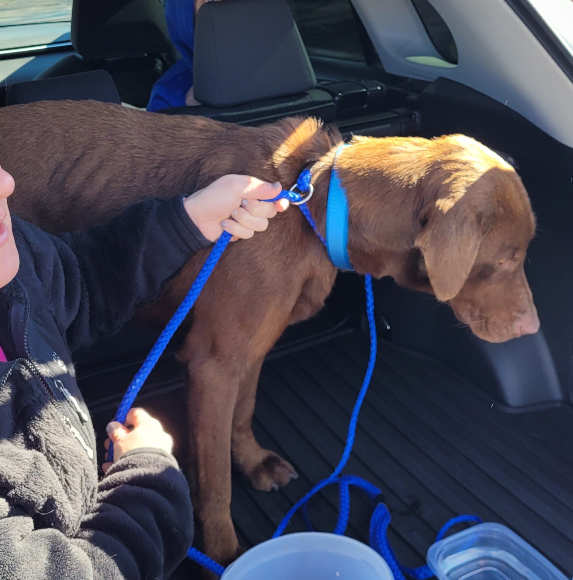 Gadsden, Alabama dog with head stuck in bucket reunites with owner