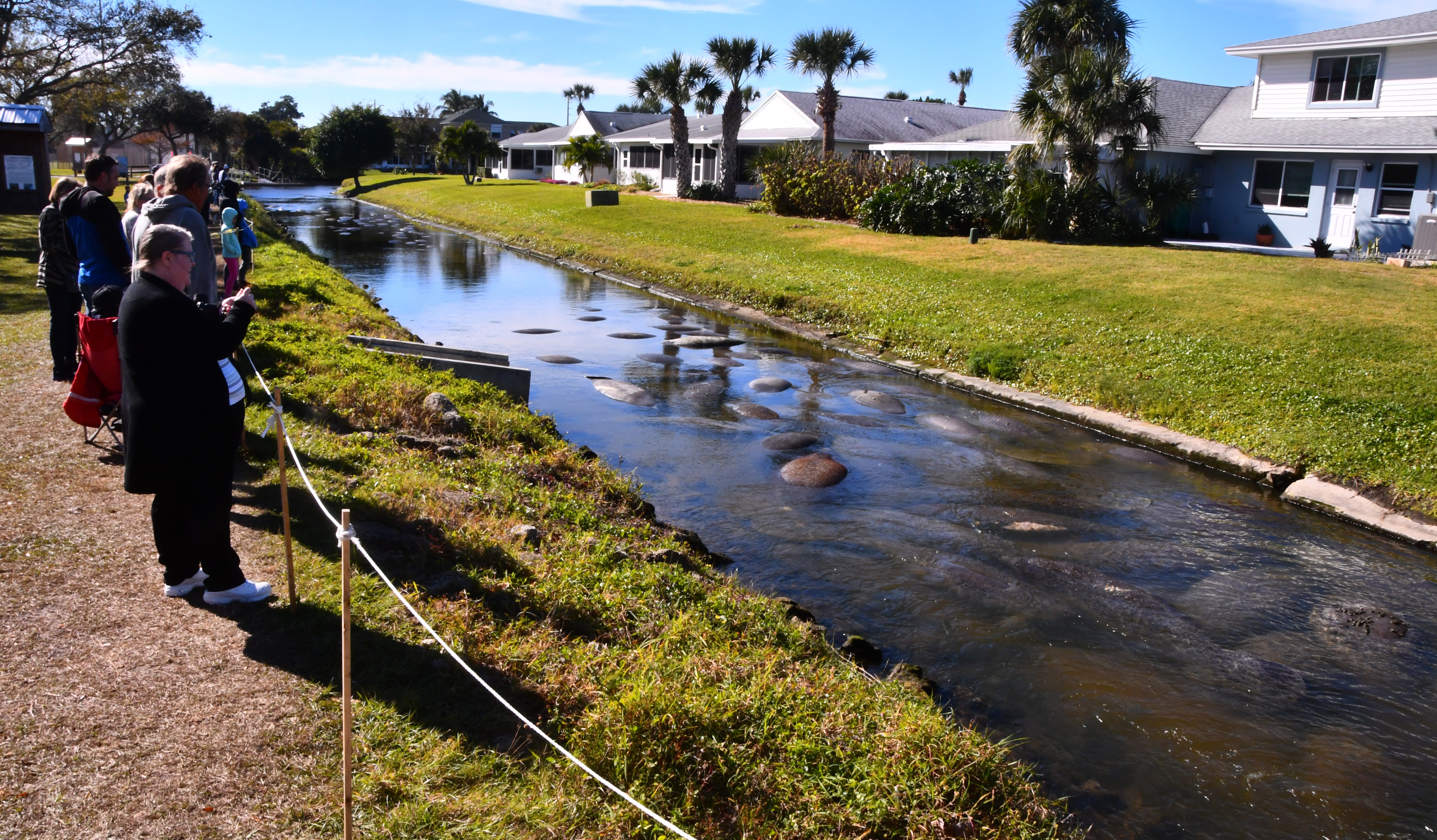 You can help manatees, cut pollution in Indian River Lagoon | Opinion