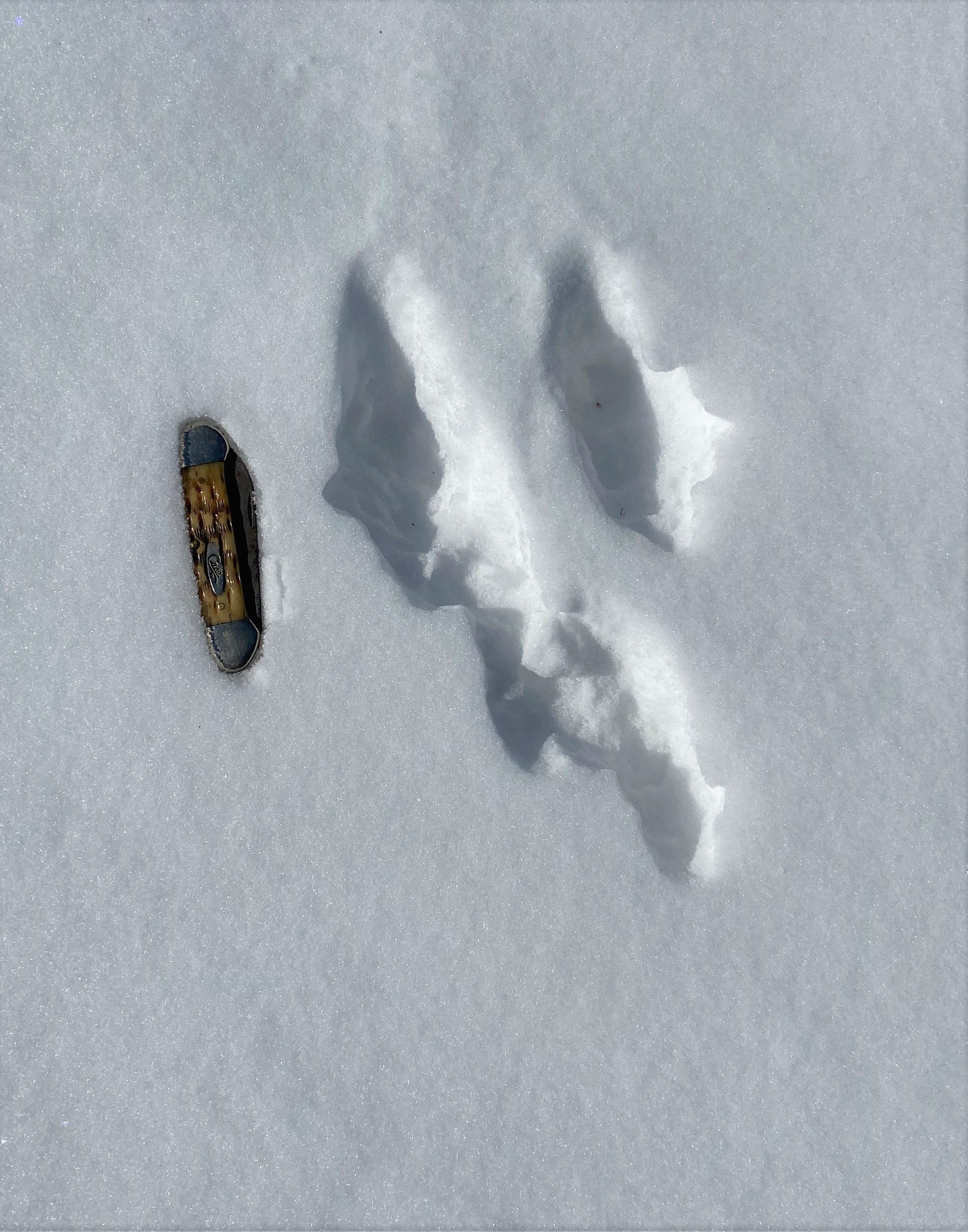 Red Squirrel Tracks In Snow