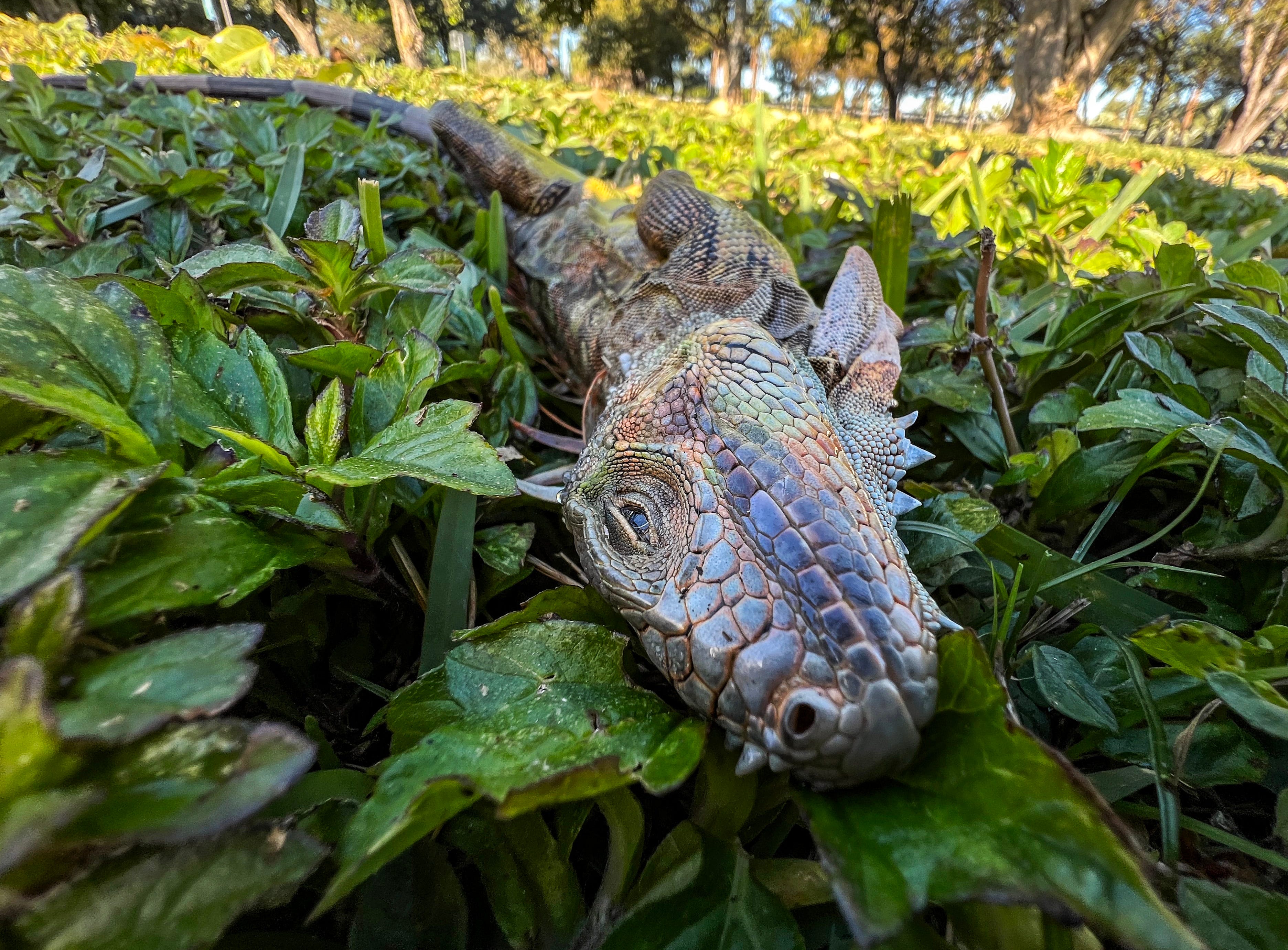 Frozen iguanas in Florida: Photos from Twitter, Instagram, Facebook