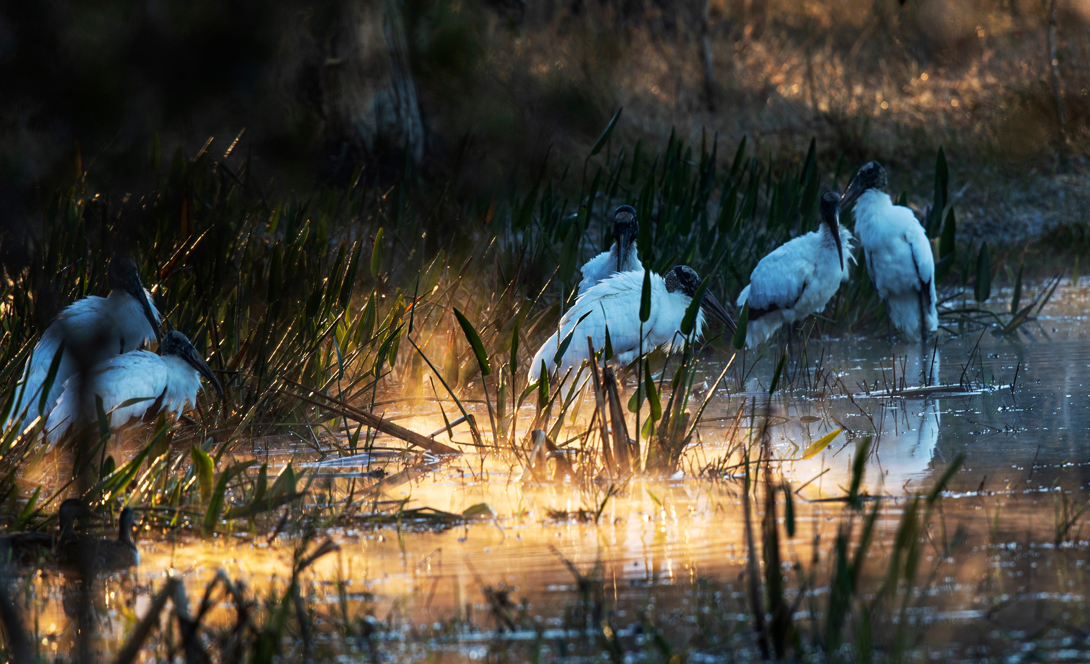 Wetland destruction permitting in Florida denied by judge