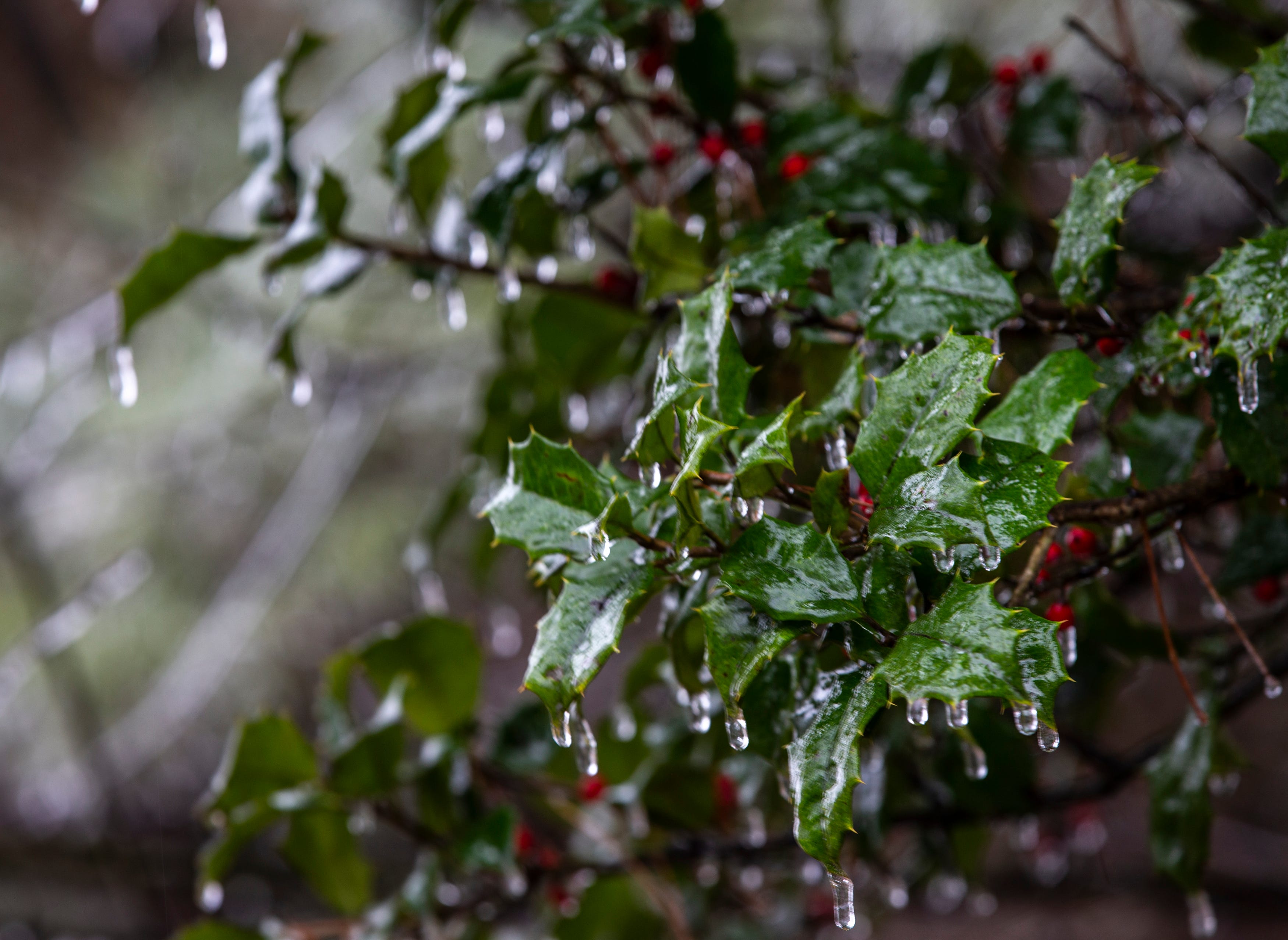 Why the real symbol of Christmas should be a holly tree