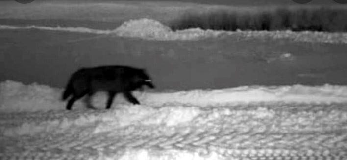 Colorado dances around where to release wolves in reintroduction plan
