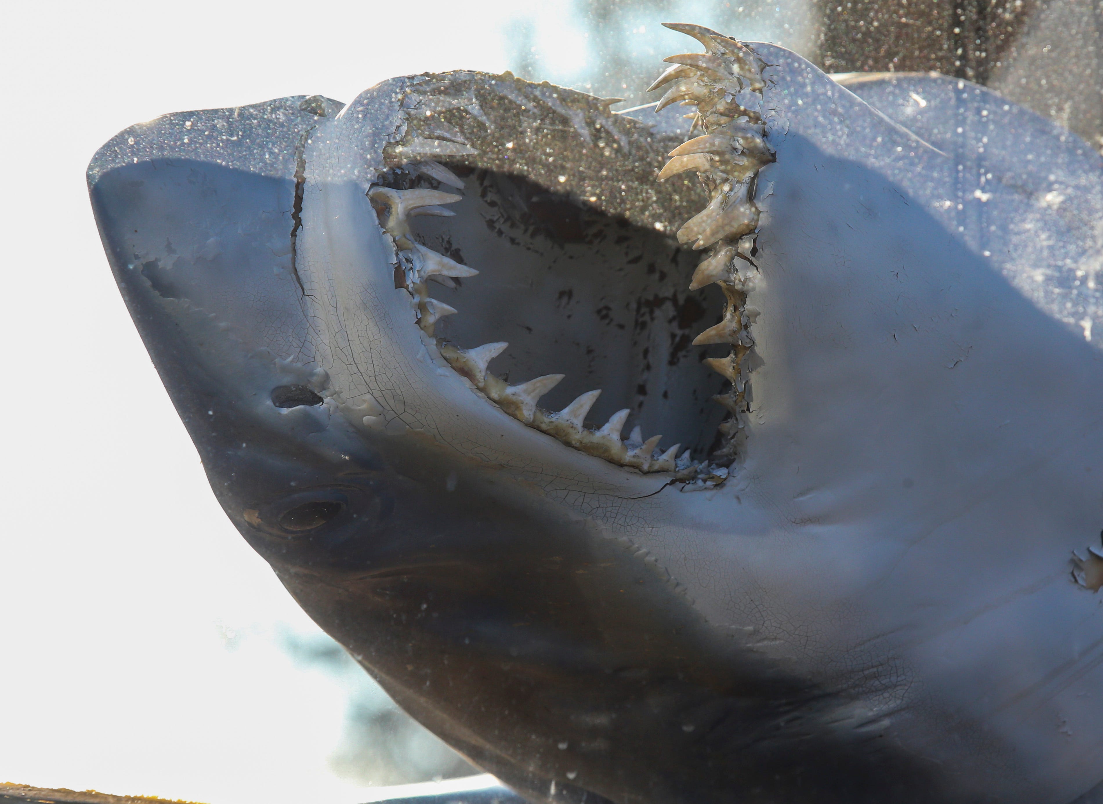 Odessa's shark-in-a-box landmark damaged after driver crashes into it