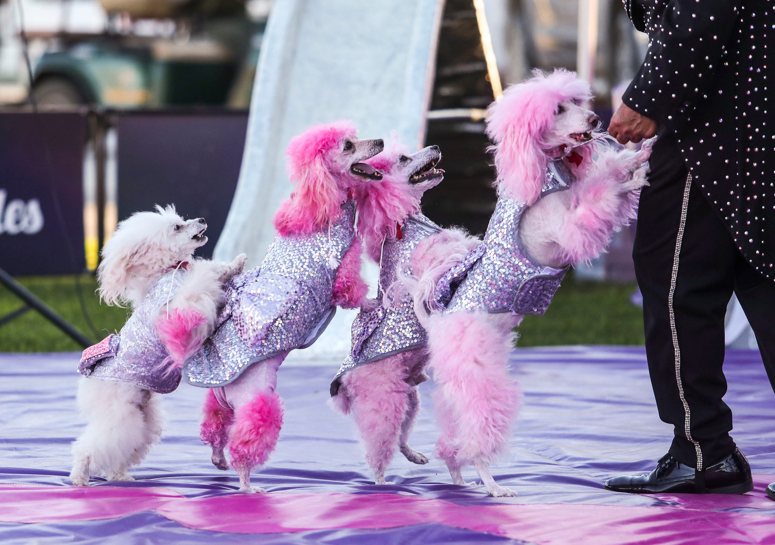 Are Pink Poodles Real