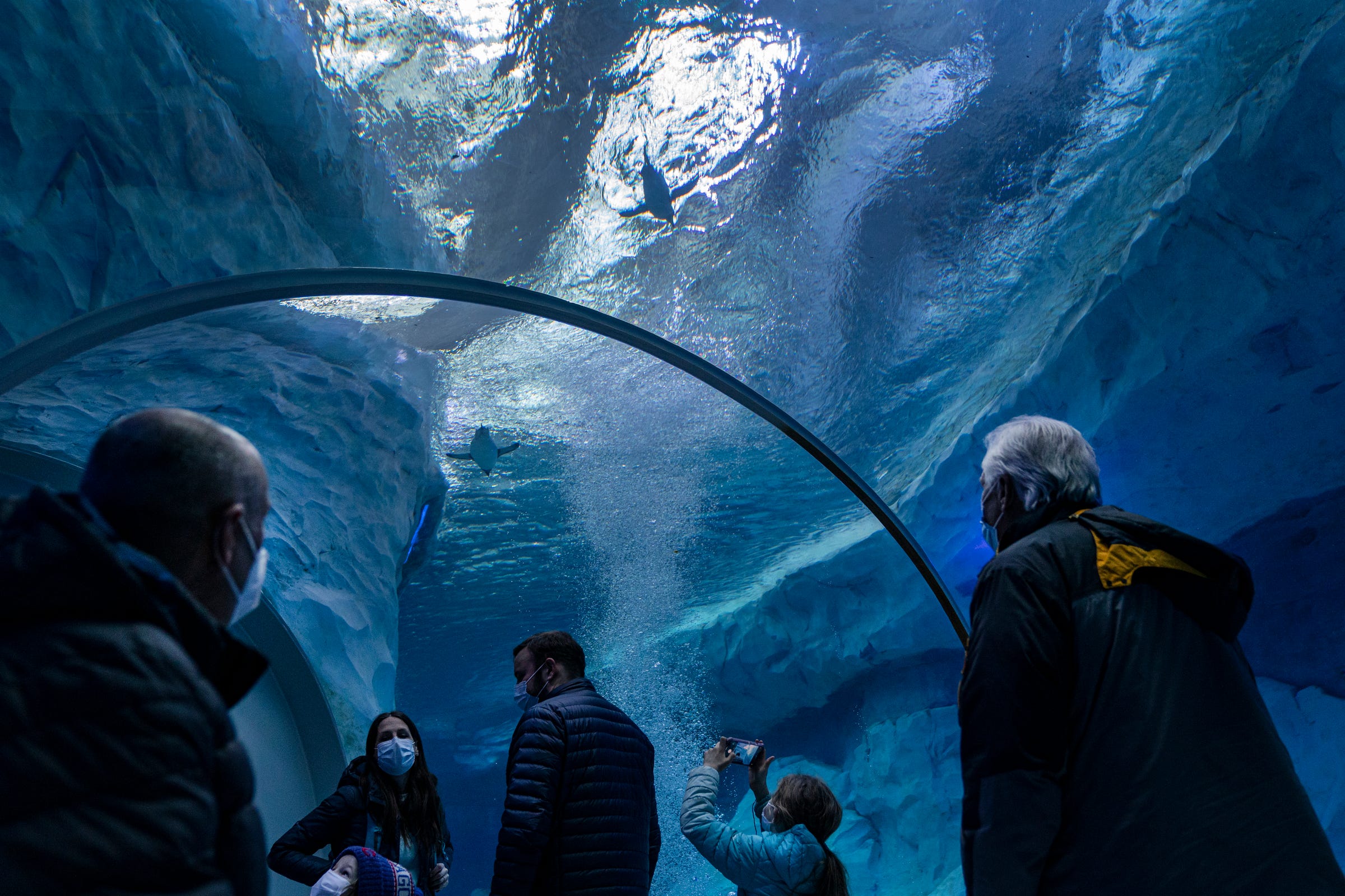 Detroit Zoo penguin exhibit upgrades: Snow machine, more viewing