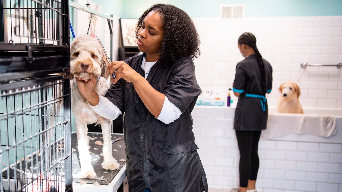 Dogwood Grooming Spa provides quality grooming for Knoxville pets