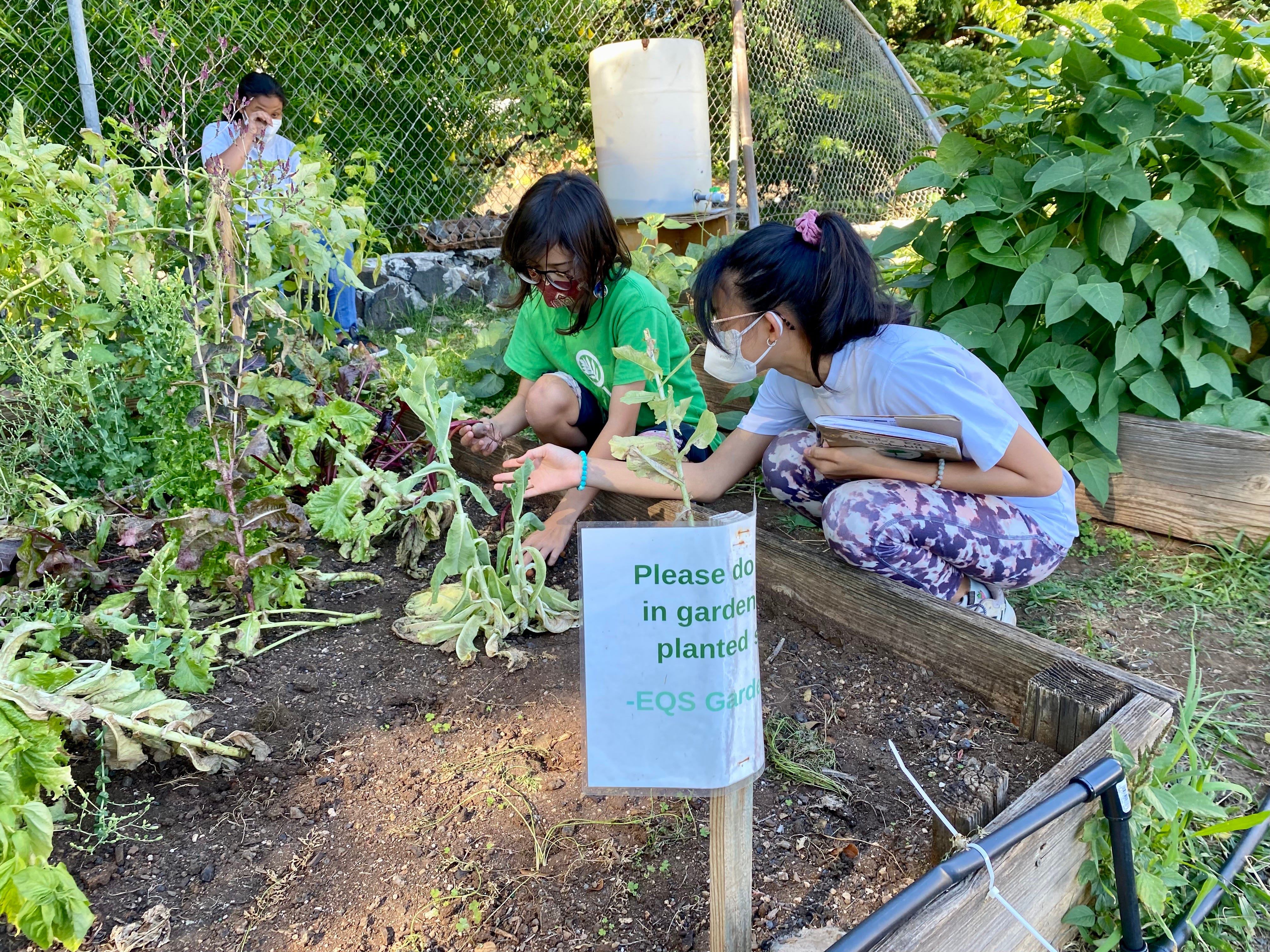How Hawaii's schools are preparing children for climate change