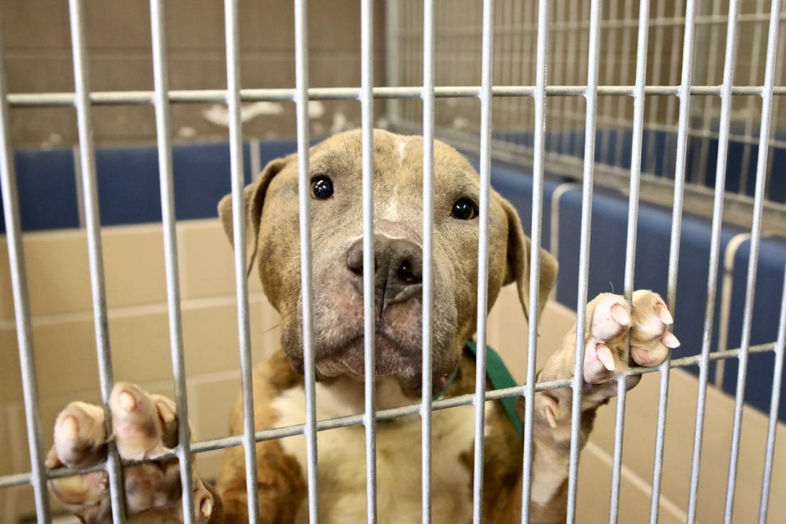 Why Are Dogs Euthanized In Shelters