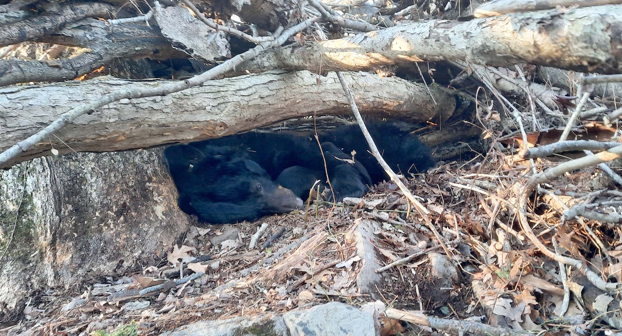 Animals use these adaptations to make it through winter