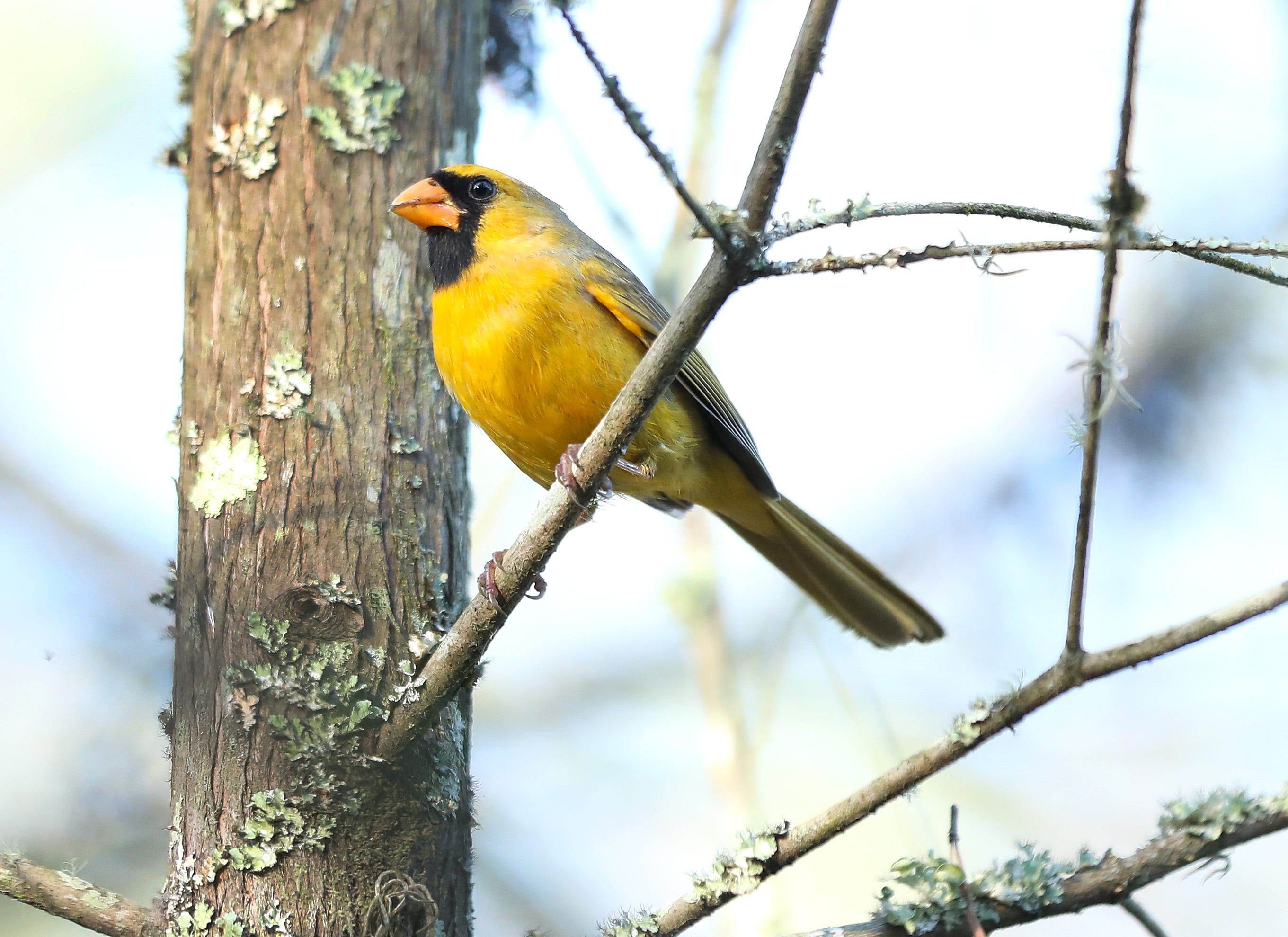 One-in-a-million yellow cardinals nesting in Gainesville near UF
