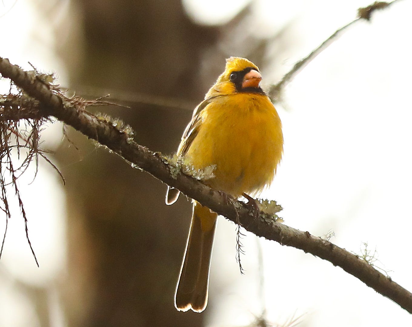 Yellow cardinal bird sightings, including one in Florida, are very rare