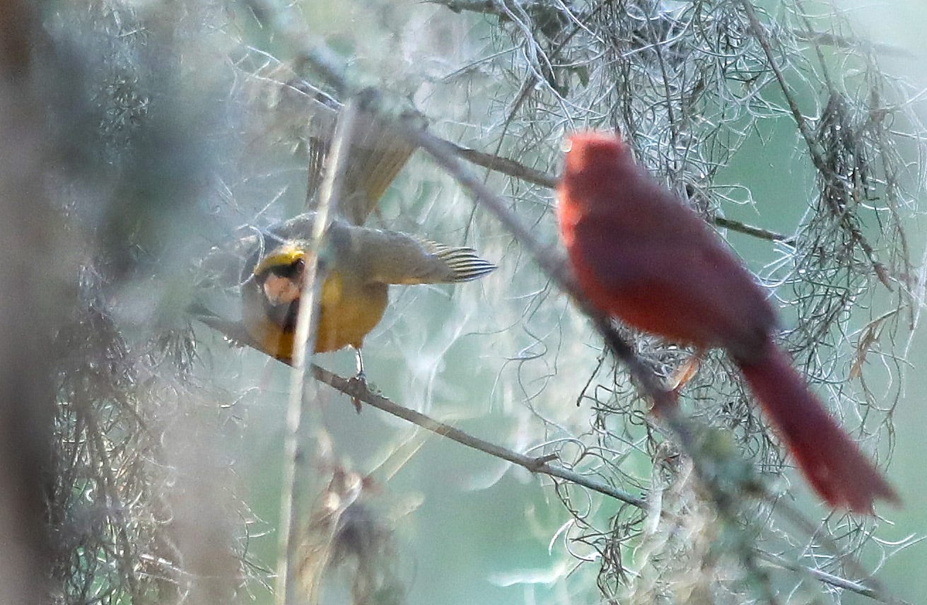 One-in-a-million yellow cardinals nesting in Gainesville near UF
