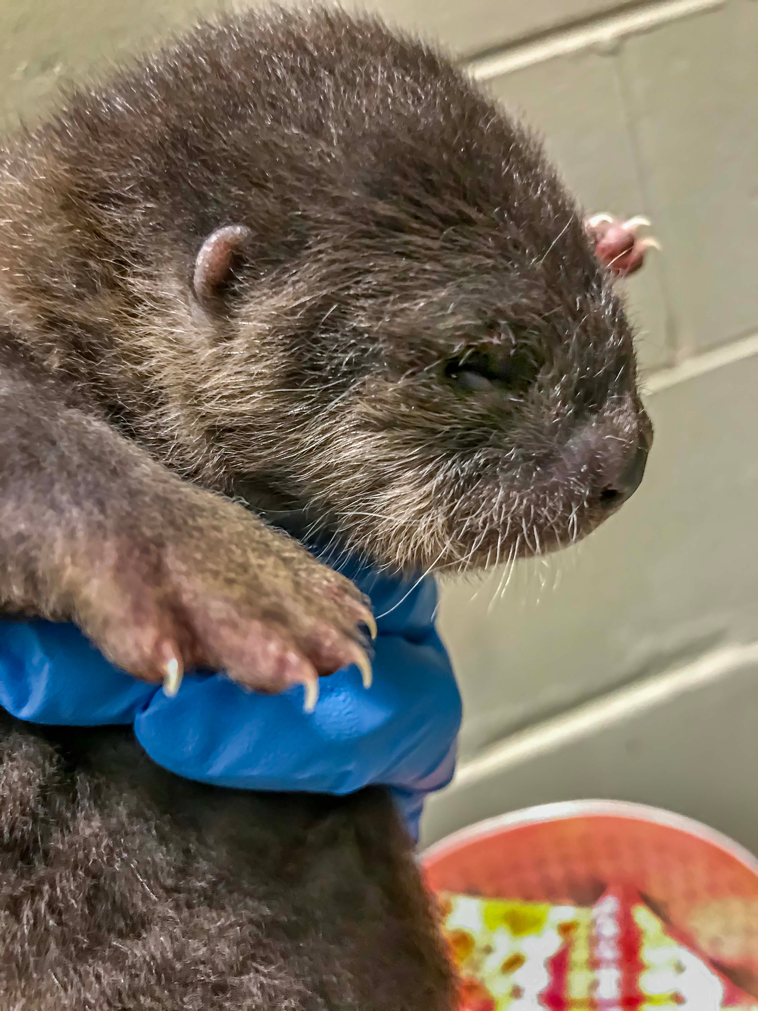 Milwaukee County Zoo's first surviving river otter litter is born