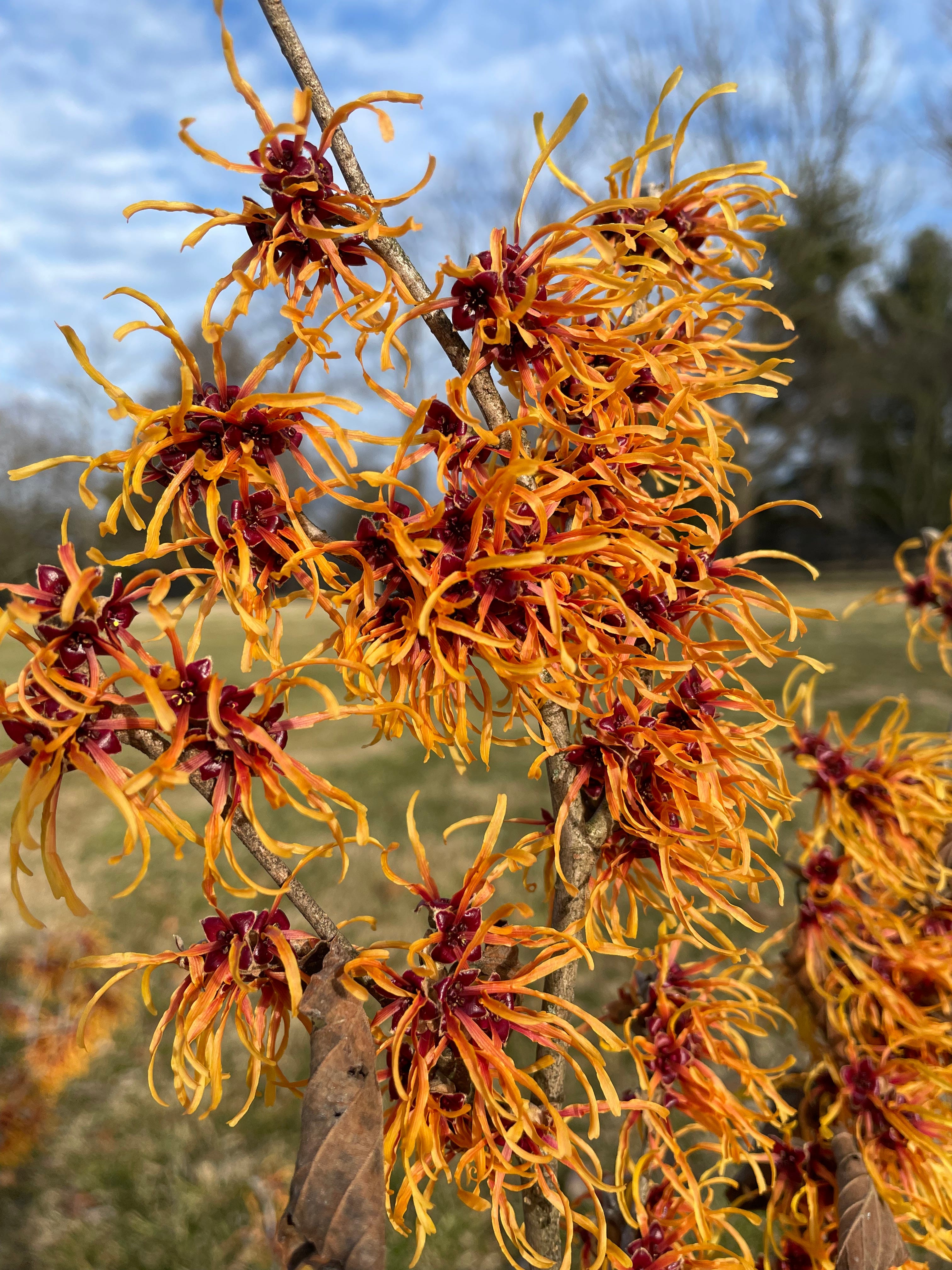 How to grow and care for Witch Hazel plants: Tips and advice
